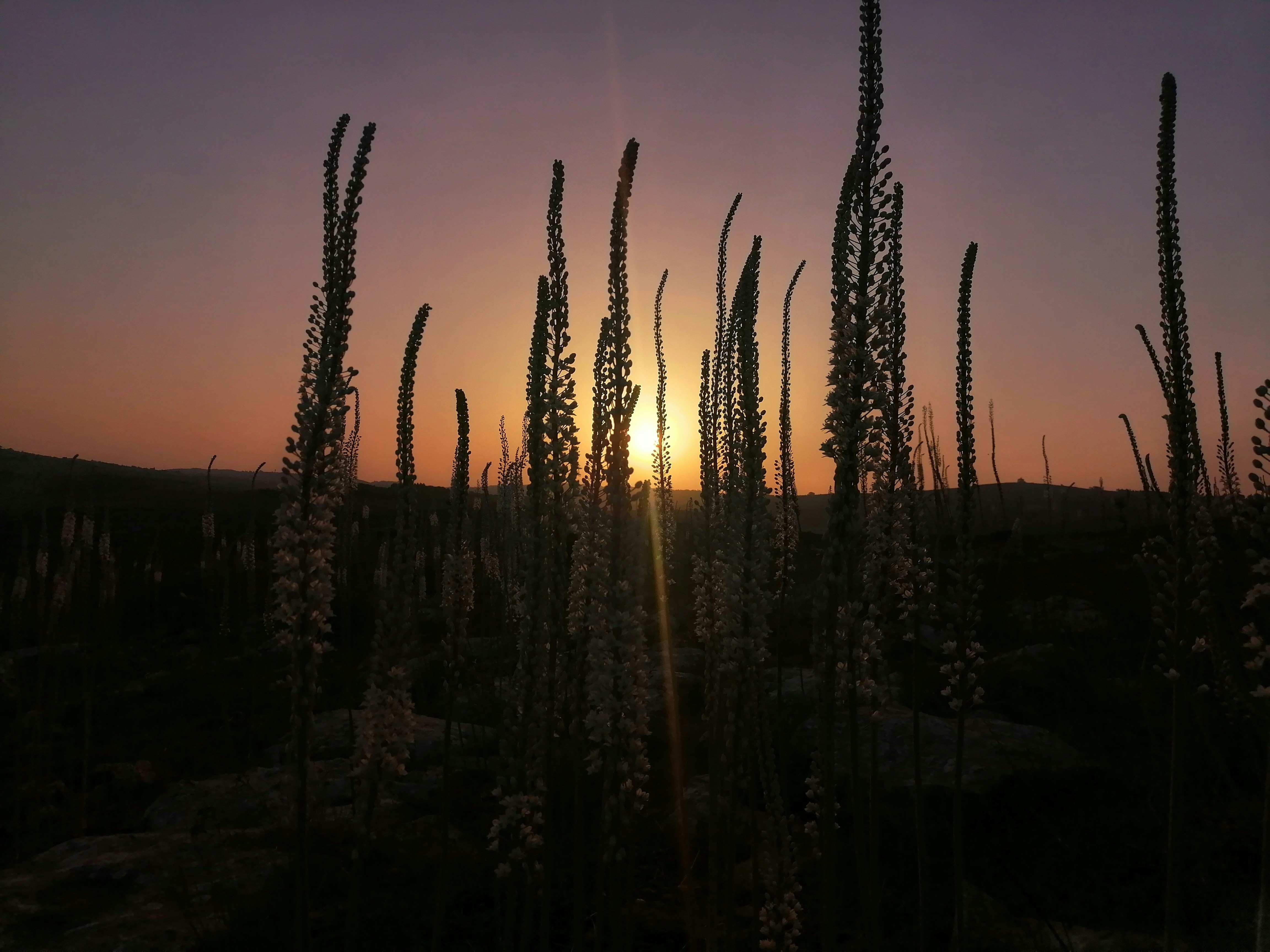 Tall flowers silhouetted against a vibrant sunset, creating a serene atmosphere. The scene captures the transition from day to night.