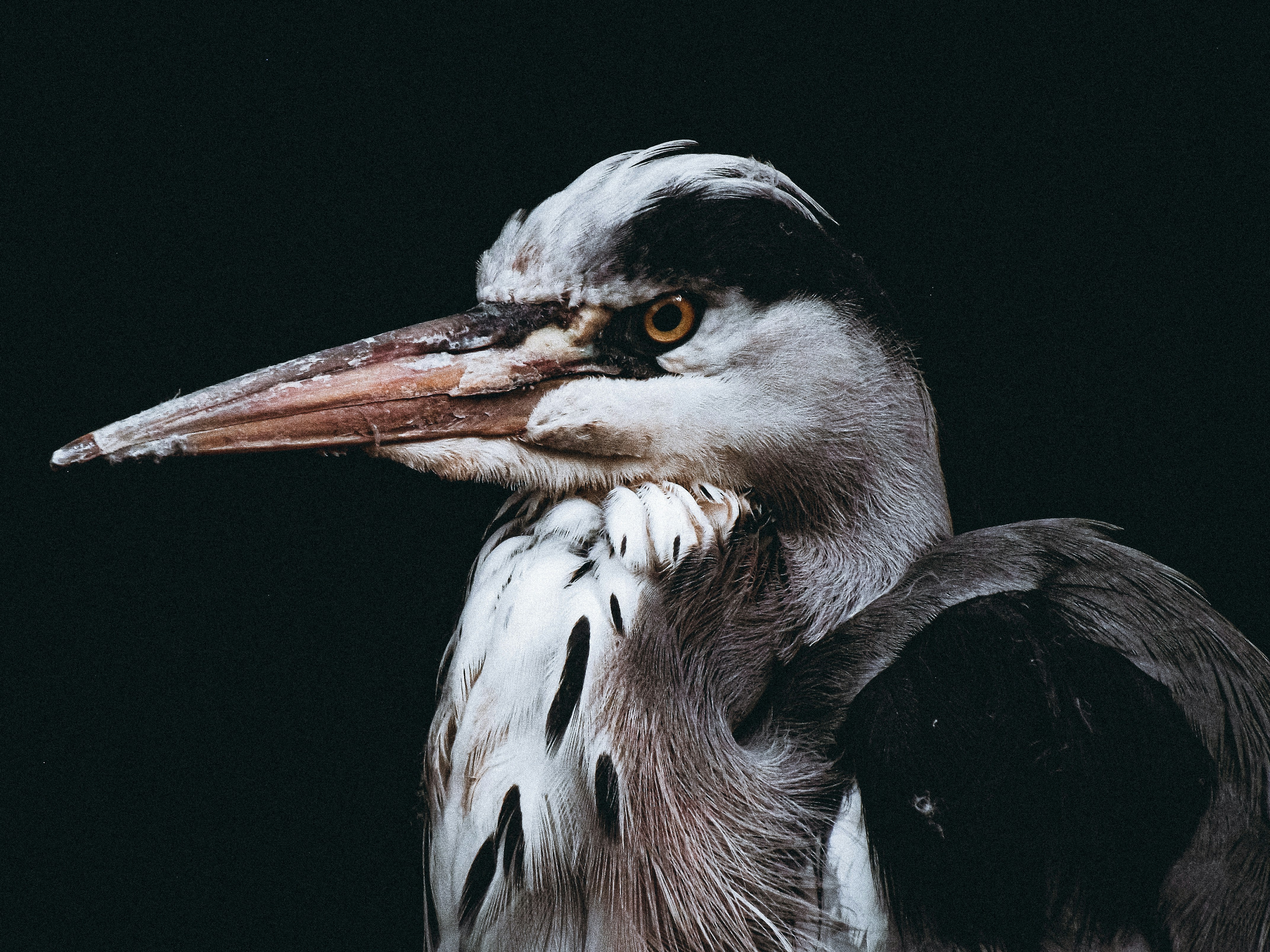 Oiseau noir et blanc avec bec jaune photo – Photo Псковская область ...