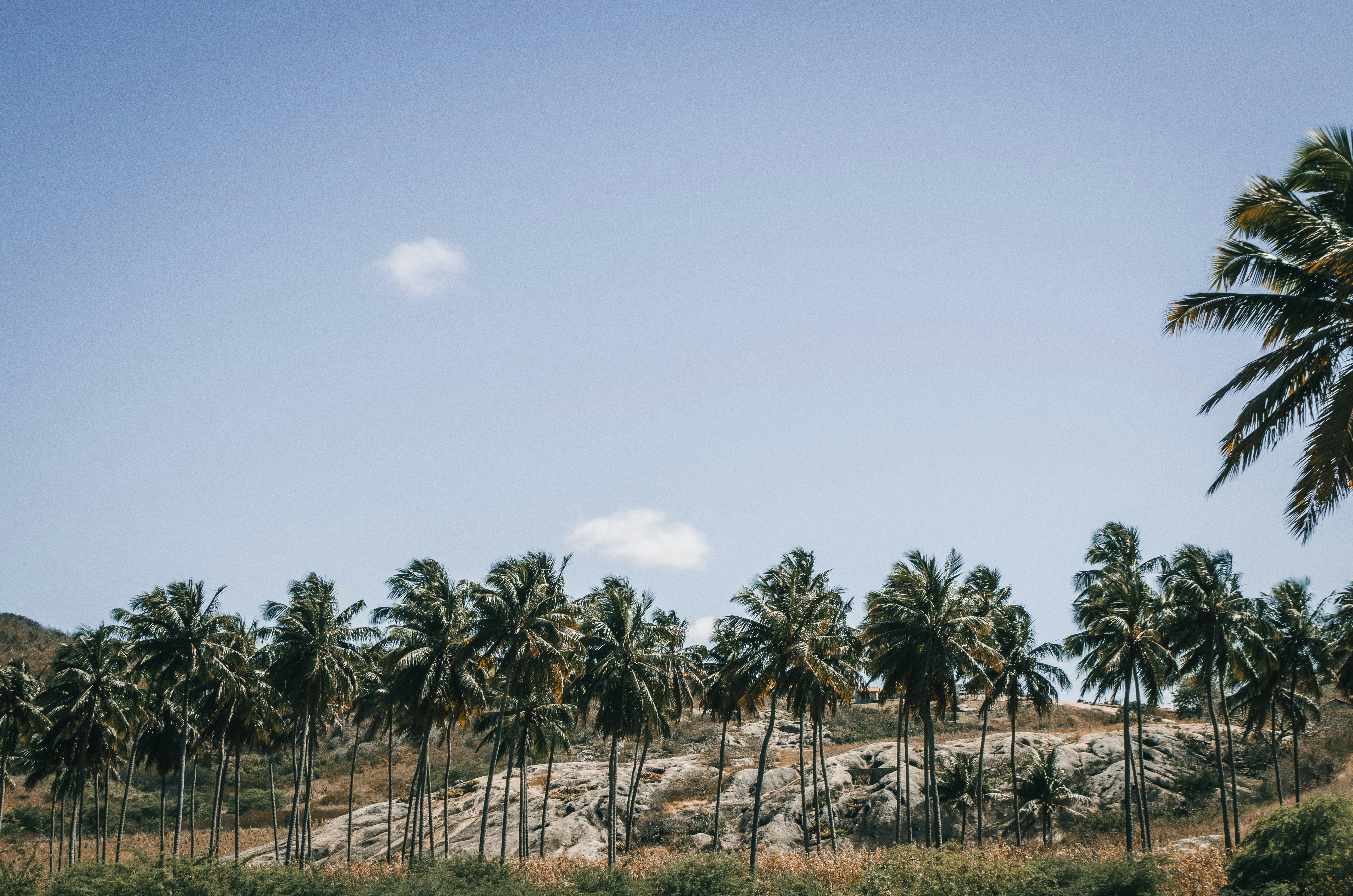 Palm trees lining a sunlit sandy hill against a bright blue sky.