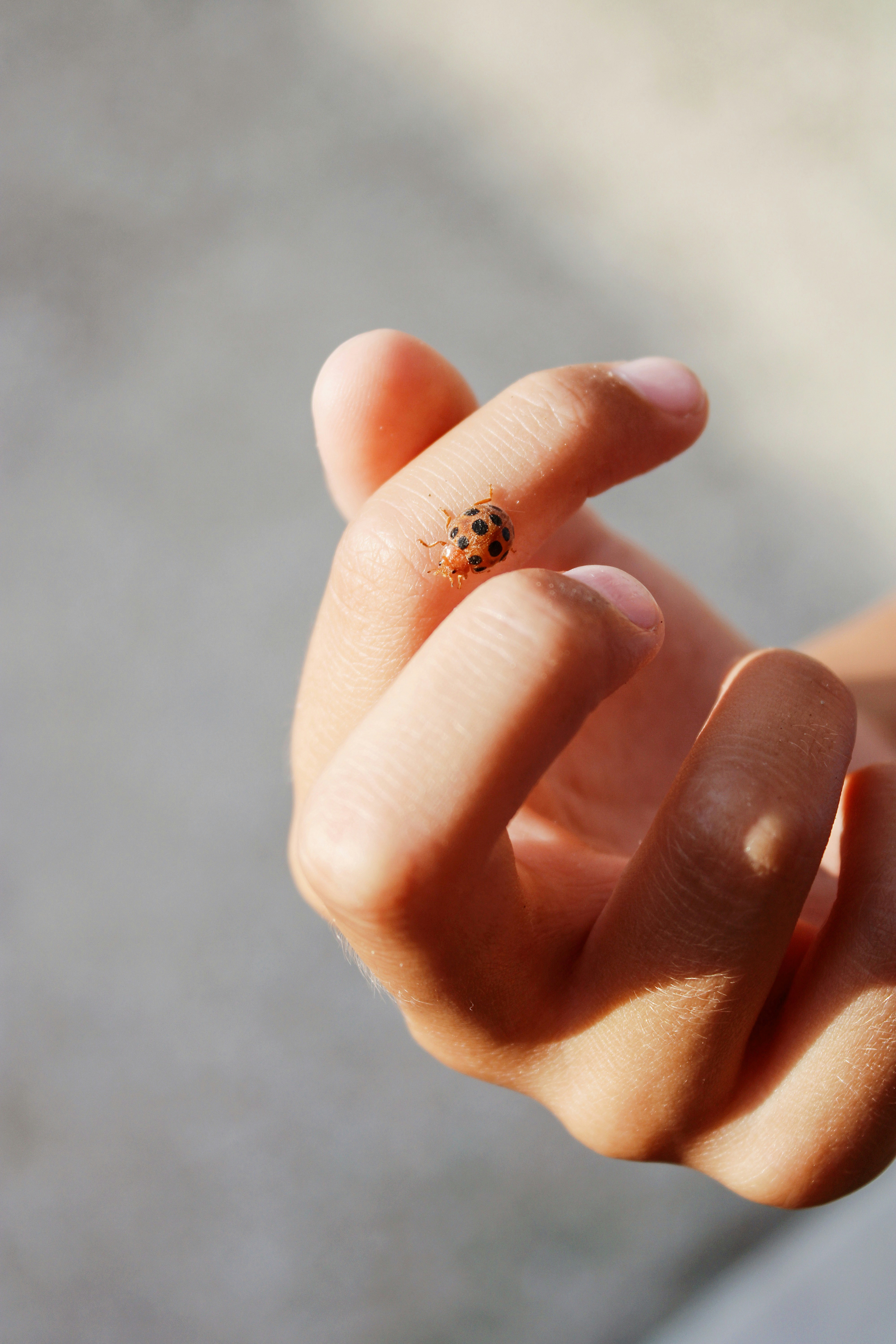 Sunlit Macro Moment: A Ladybug Clings to a Fingertip