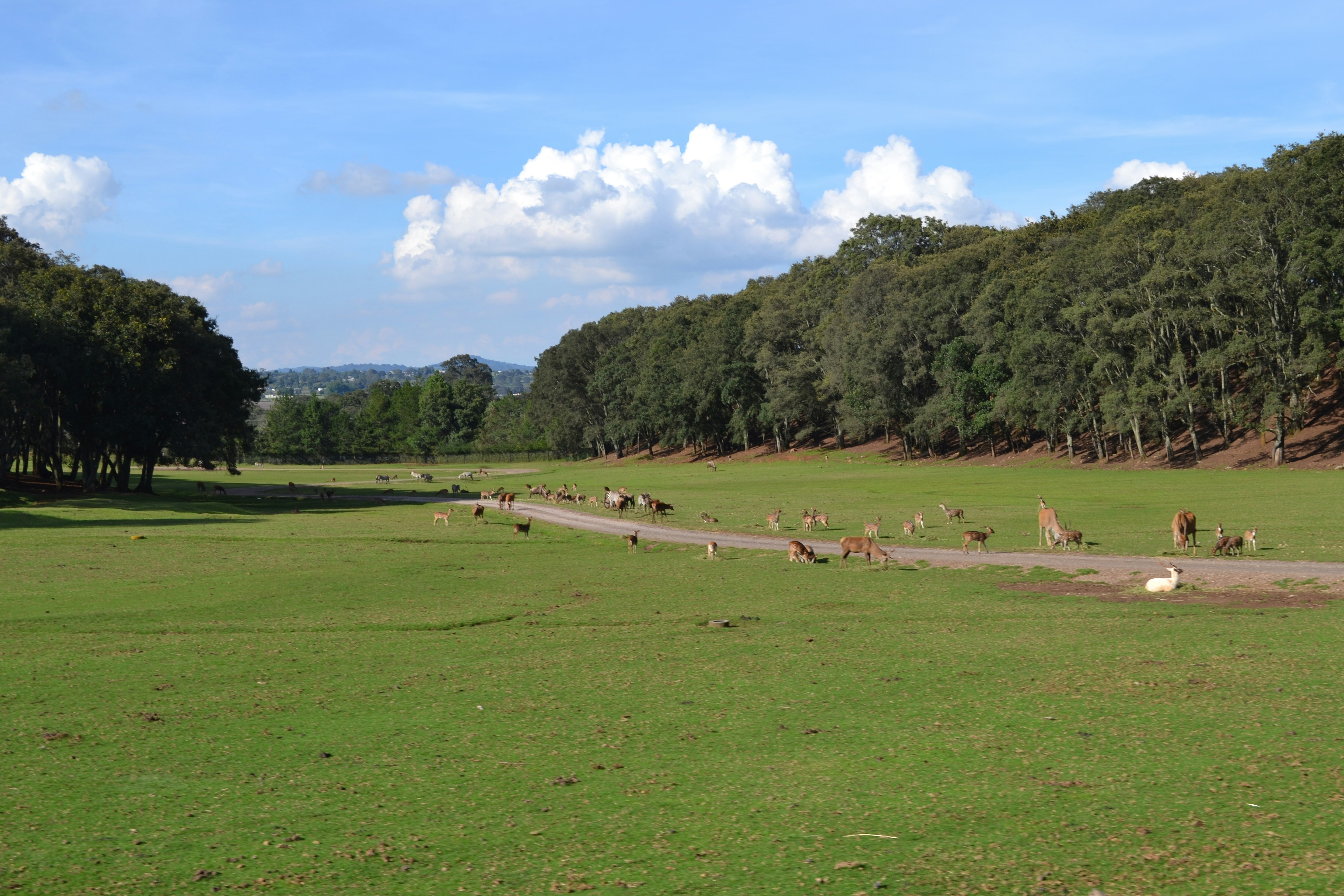 Grassy meadow with a winding dirt path flanked by dense trees under a bright blue sky.