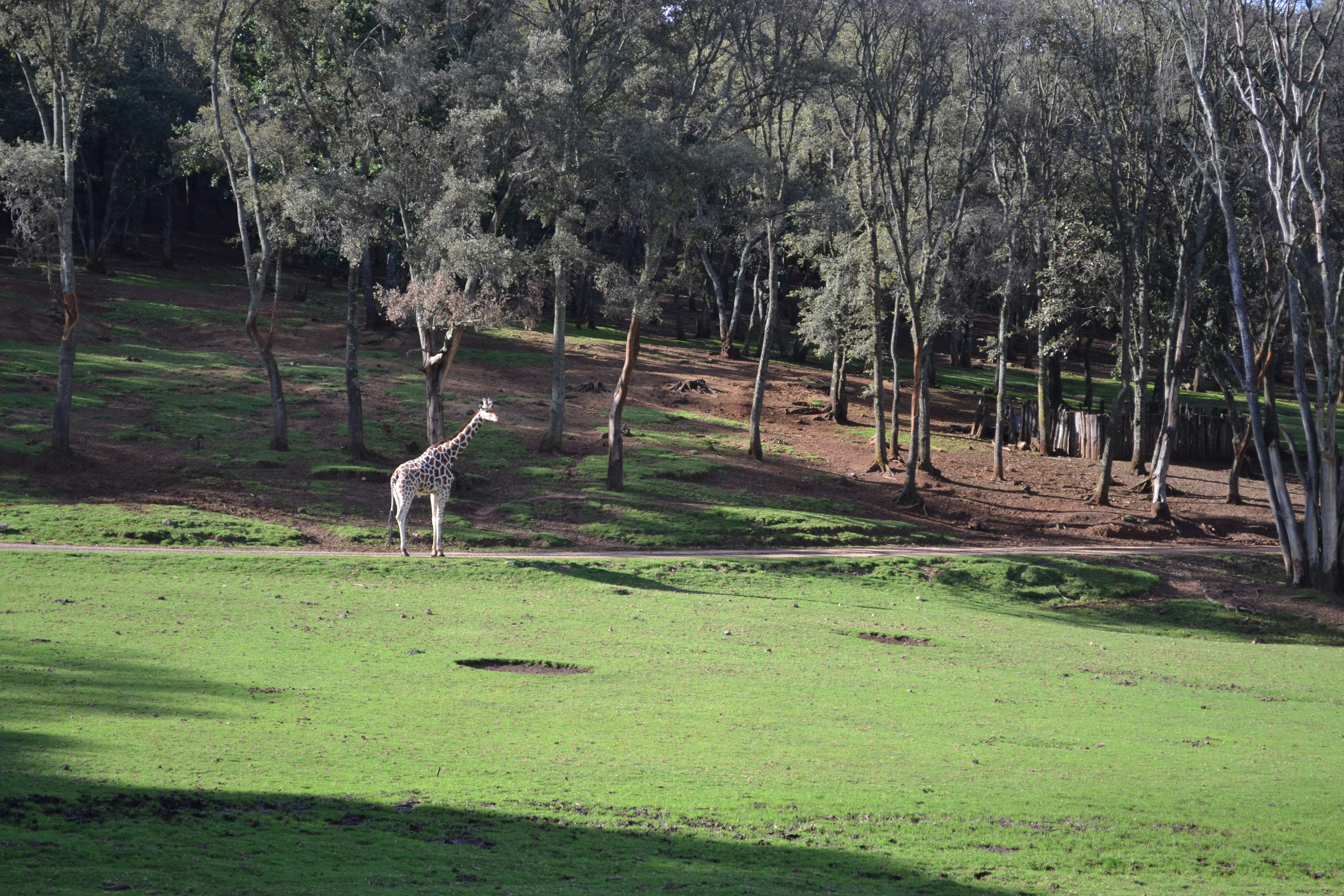 Giraffe standing on vibrant green grass surrounded by tall trees under soft sunlight.