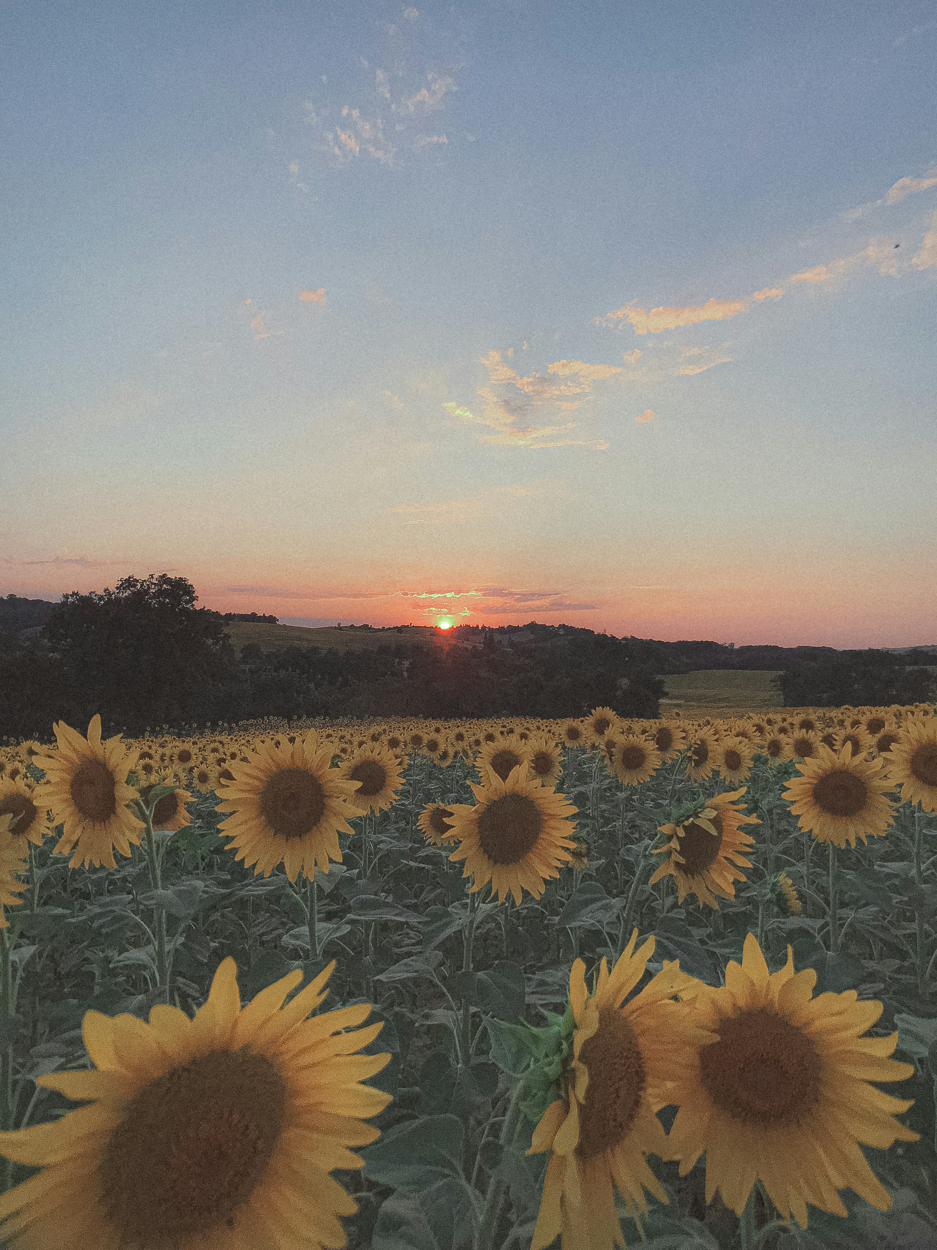 Sunflower Sunset