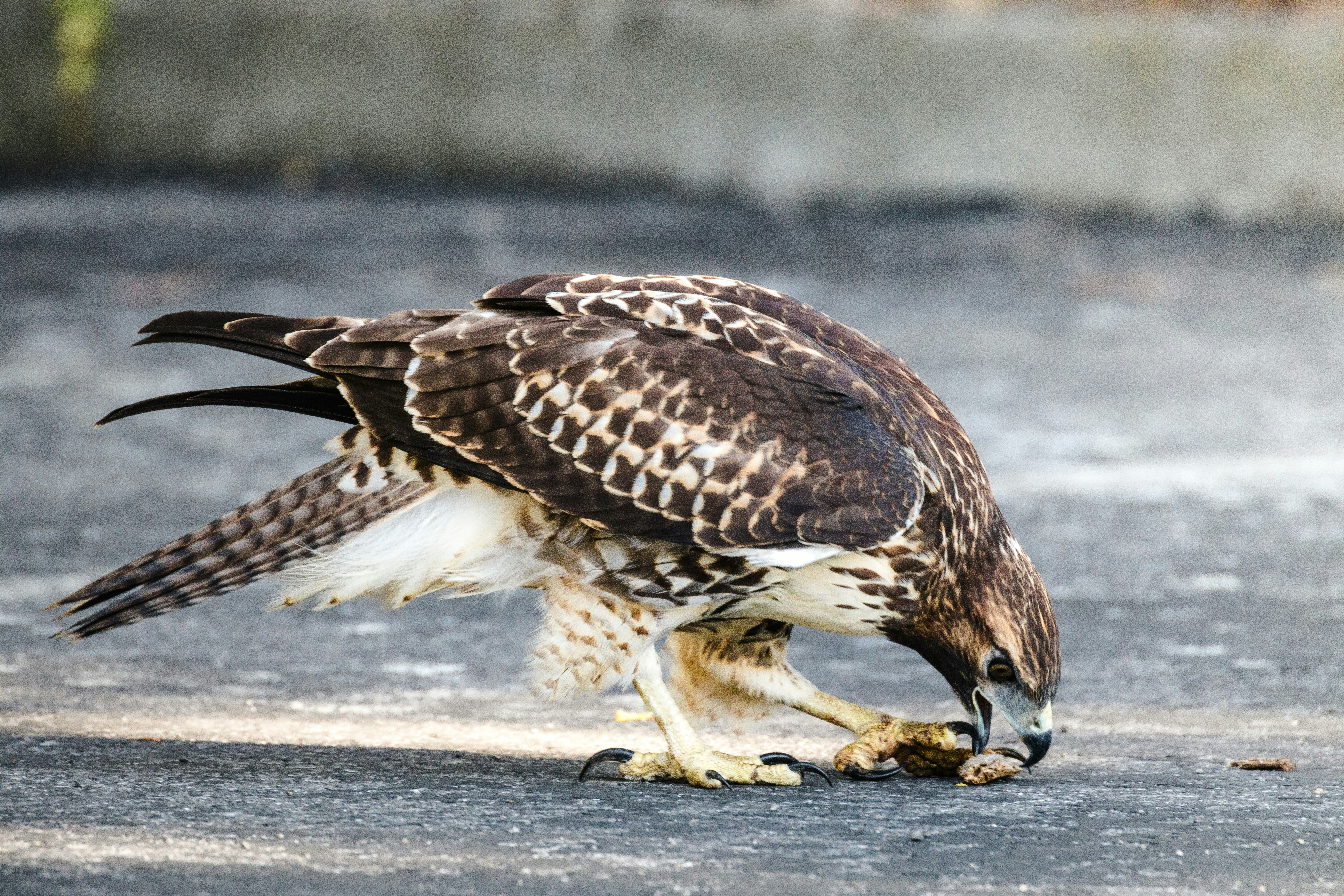 Pavement Forager: A Hawk Securing Dinner on Concrete