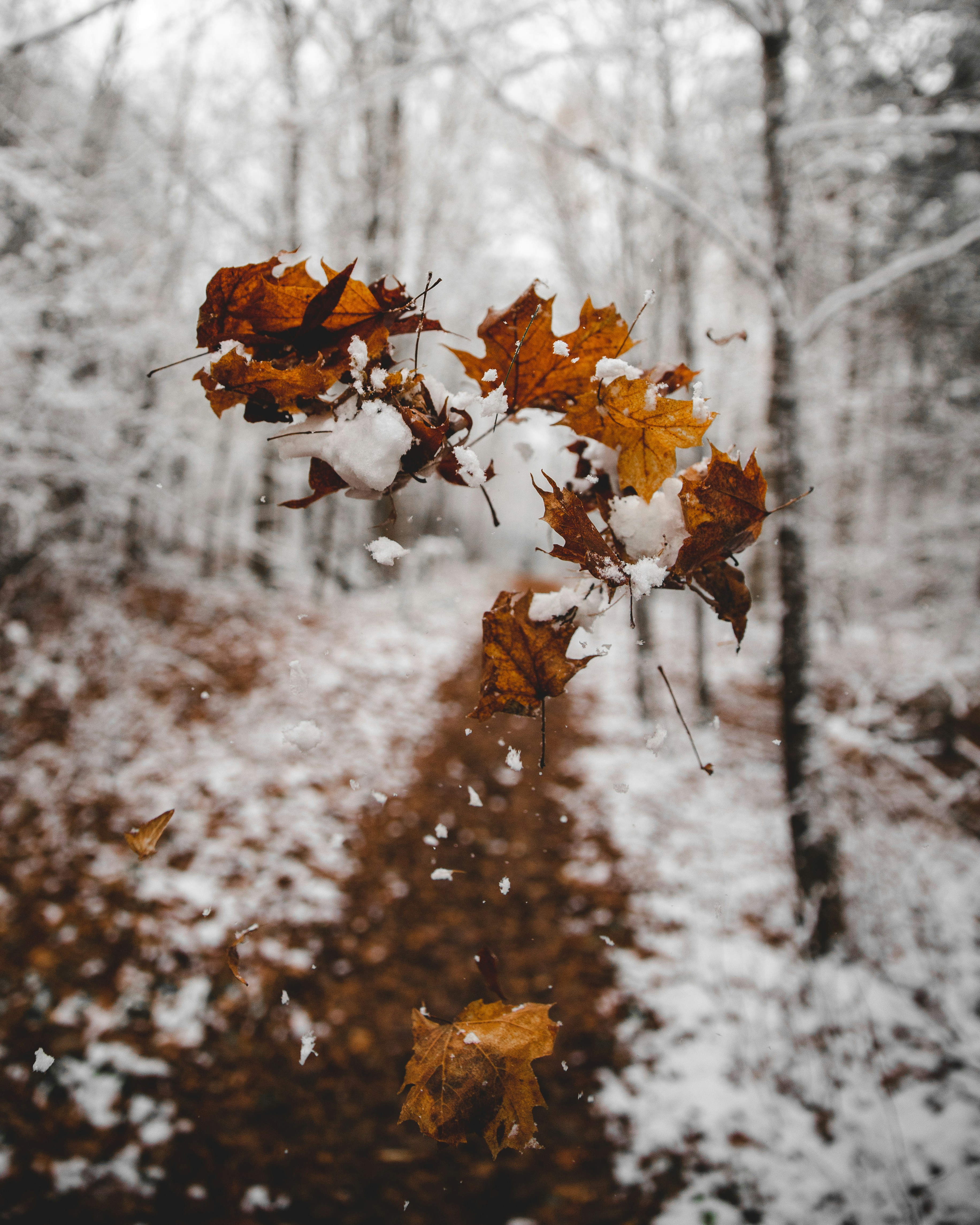Falling leaves dusted with snow float gently through a tranquil forest path, embodying the transition between seasons.