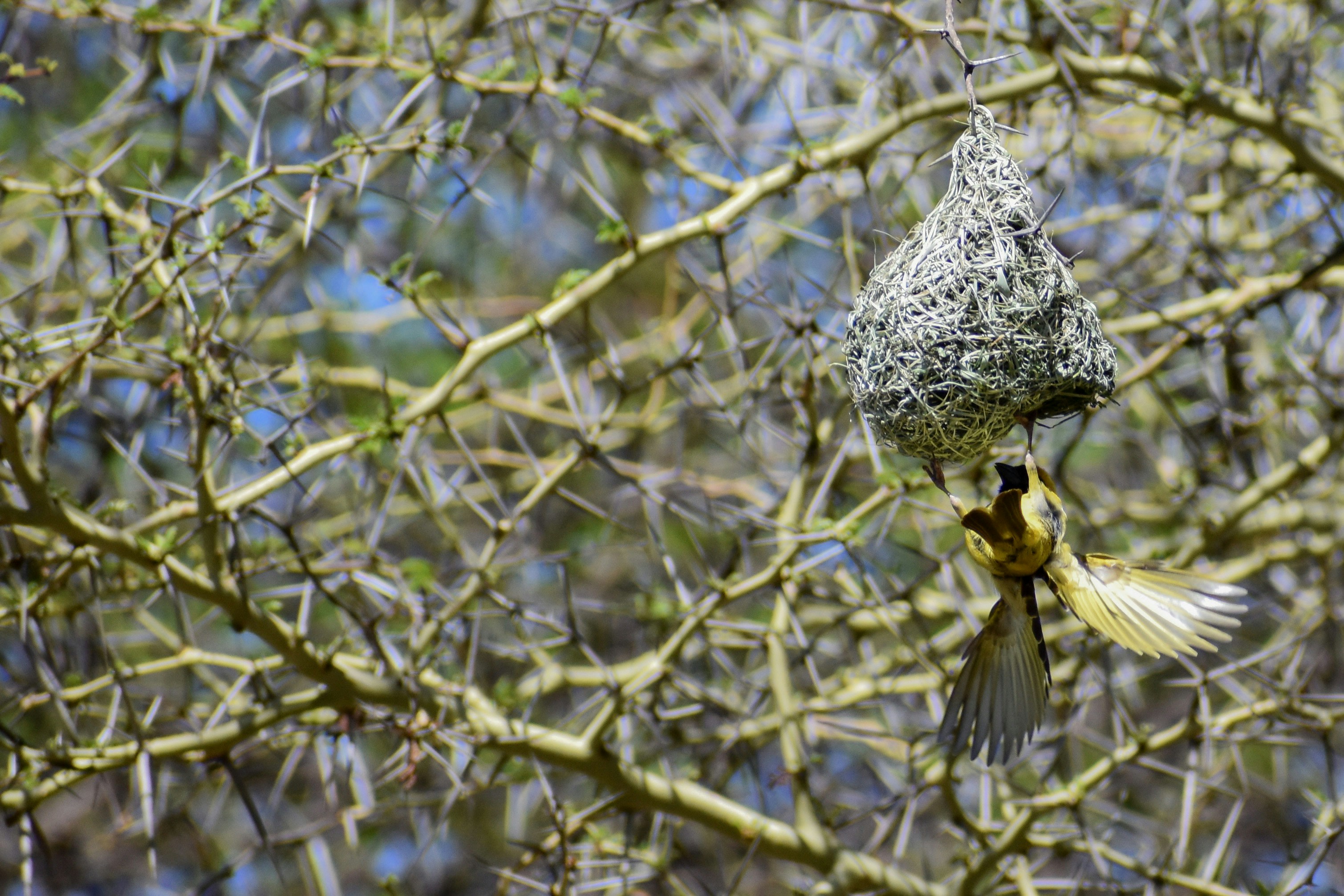 Southern Masked Weaver at it’s nest. Shot in South Africa.