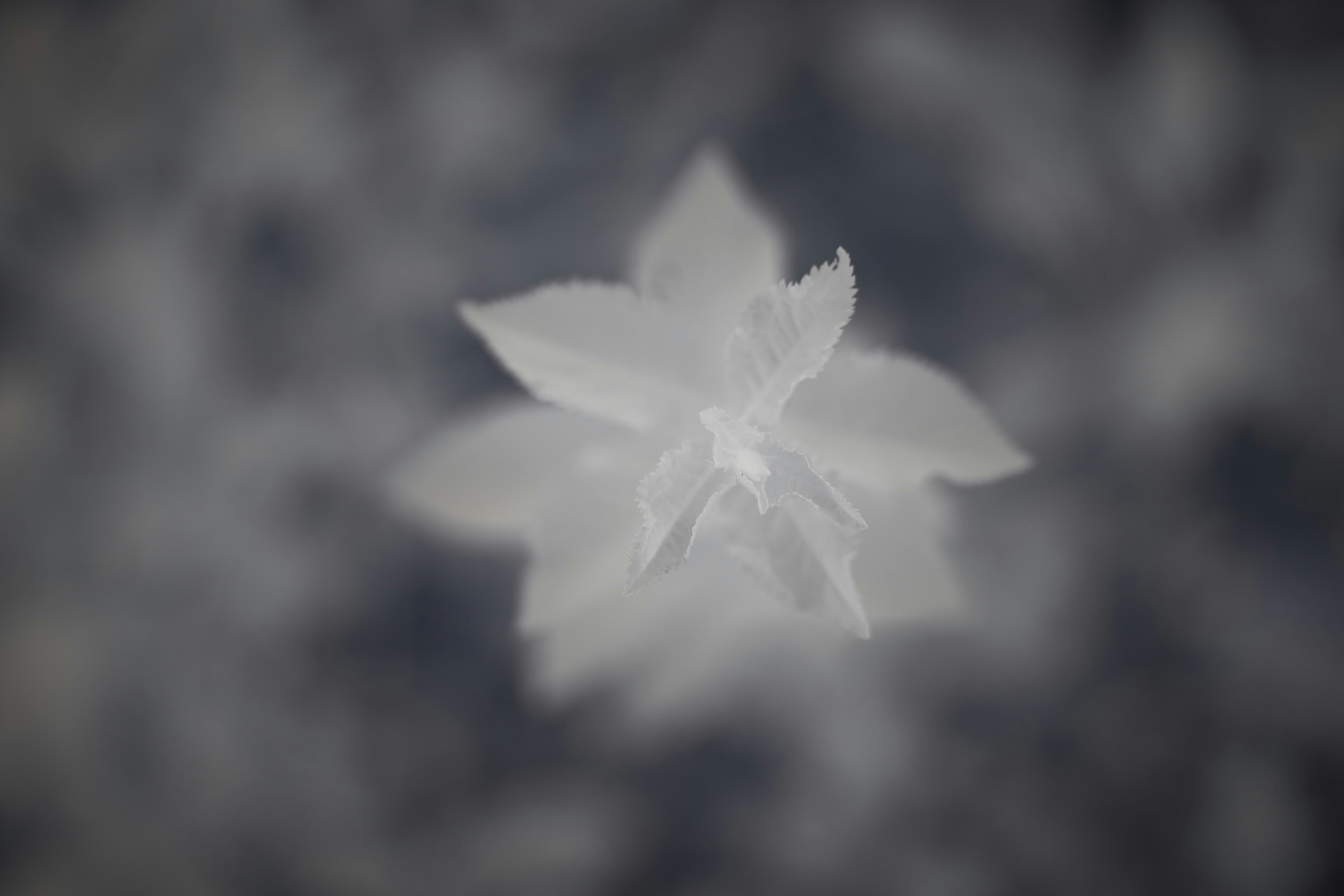 Flor negra en fotografía de primer plano foto – Imagen de Flor gratuita ...