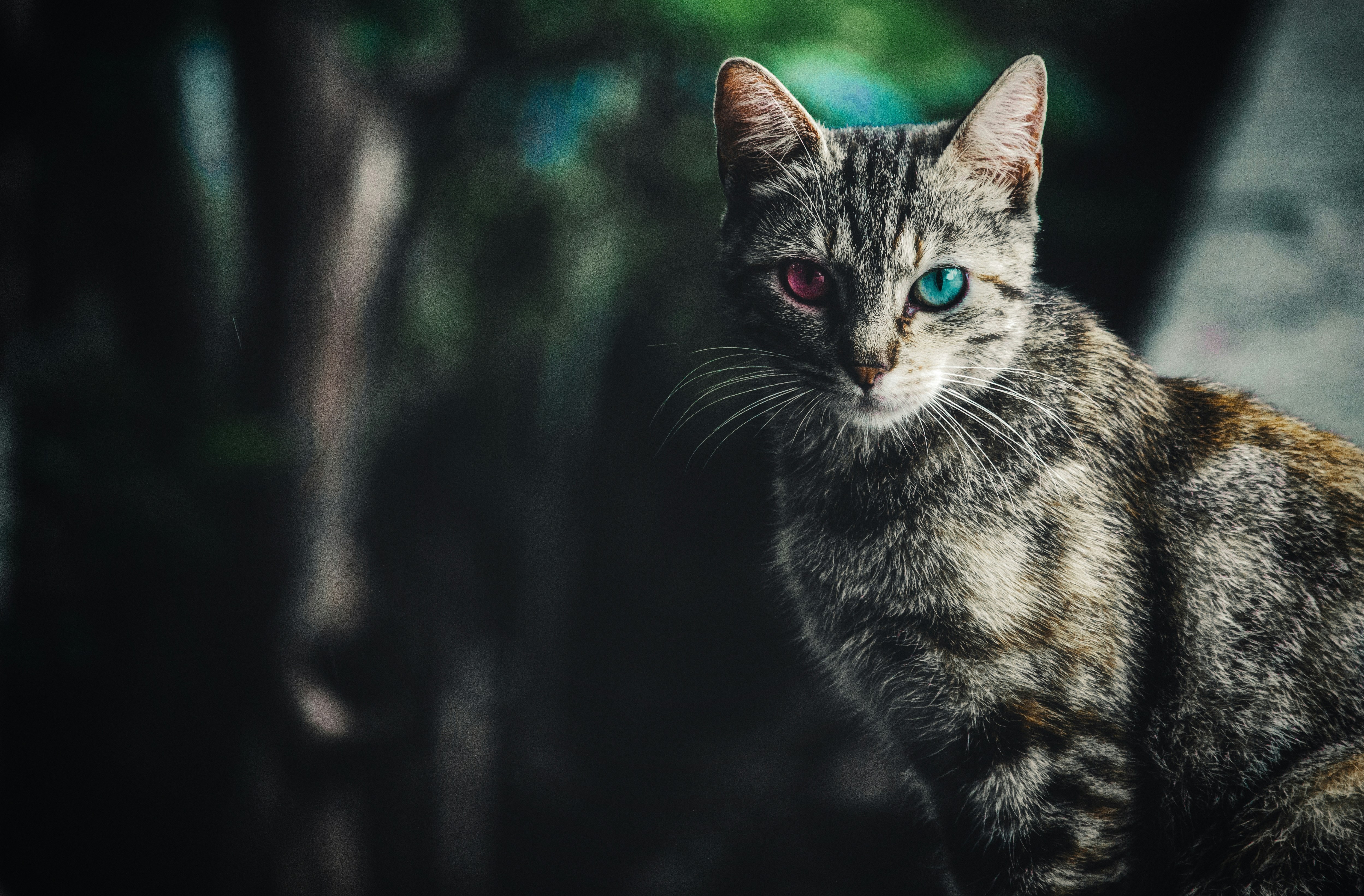 Pet Wallpaper Pictures | Download Free Images on Unsplash