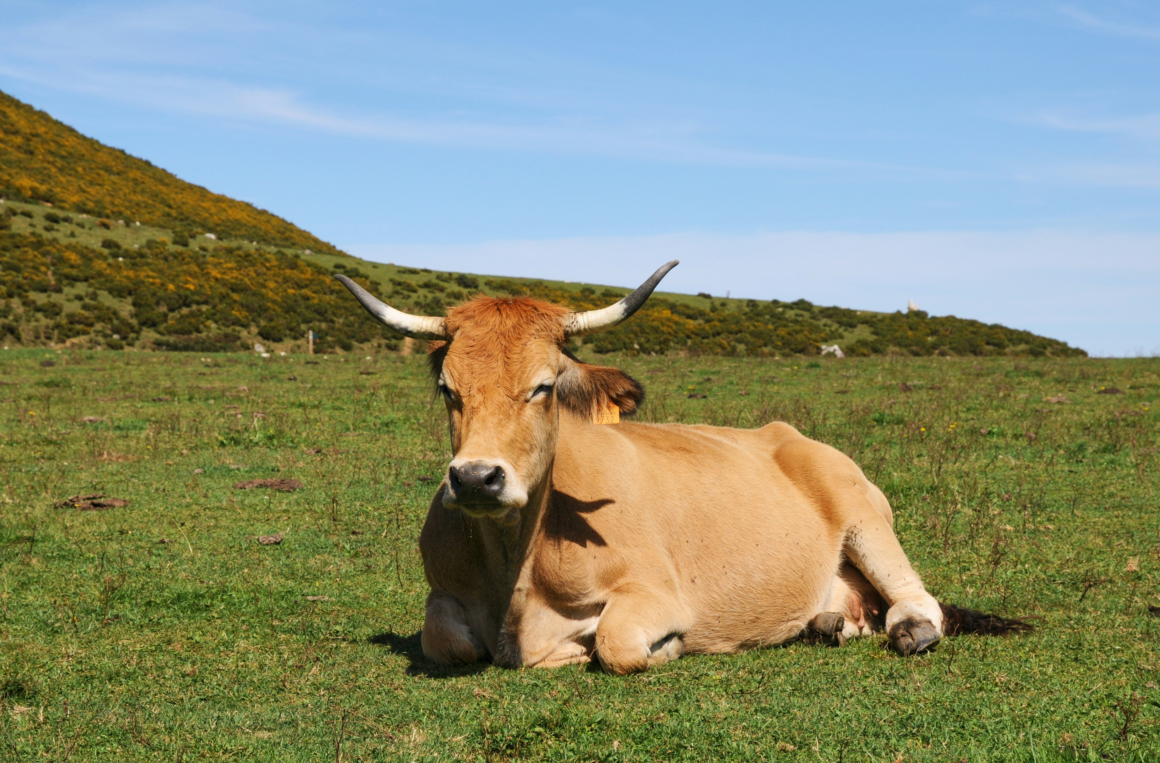 Brown cow lying on green grass field during daytime photo – Free Animal ...