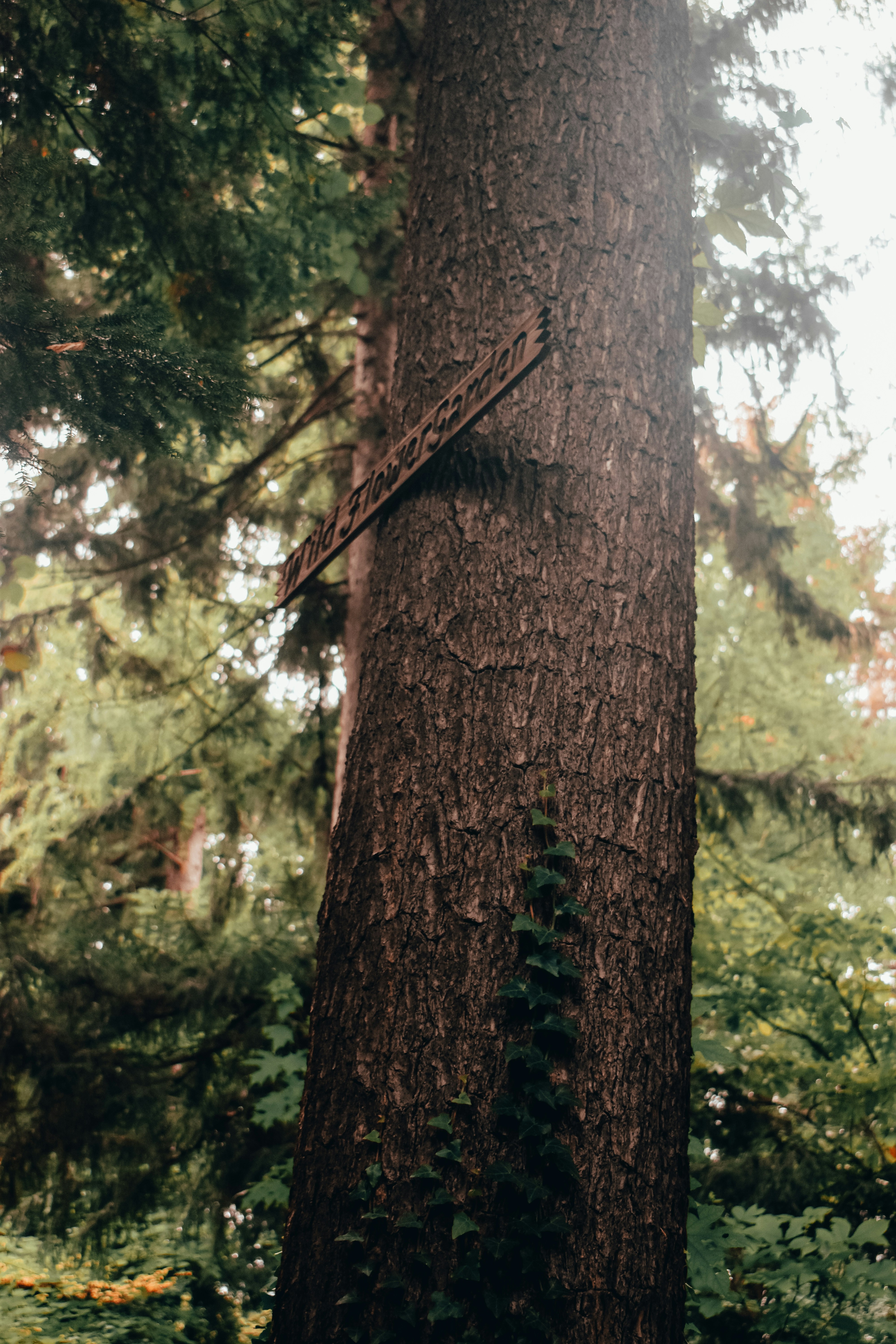 Diagonal Sign Affixed to a Pine Trunk in a Quiet Forest