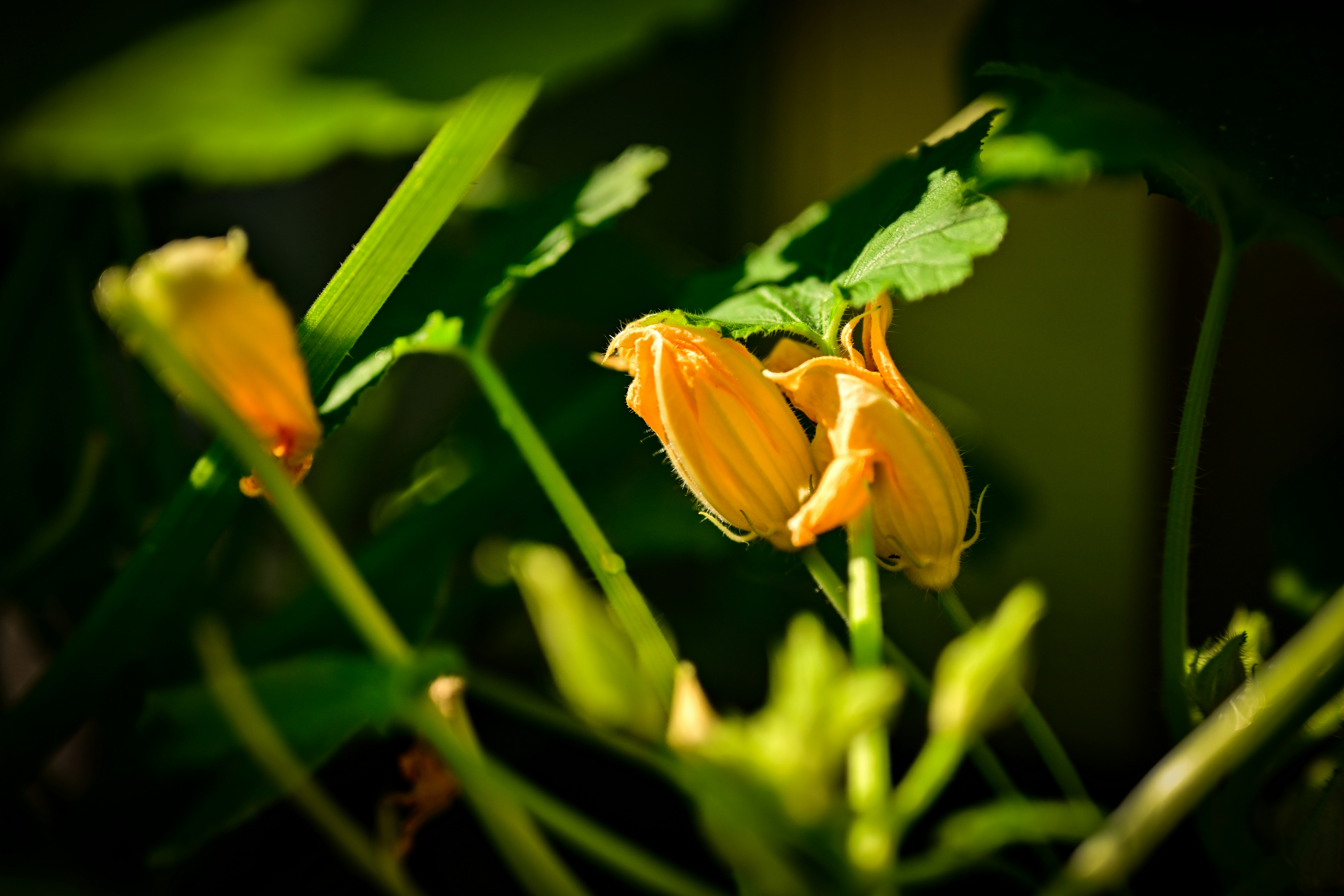 Delicate yellow squash blossoms emerge amidst lush green leaves, showcasing the beauty of nature's cycle. Light dances on the petals, highlighting their intricate details.