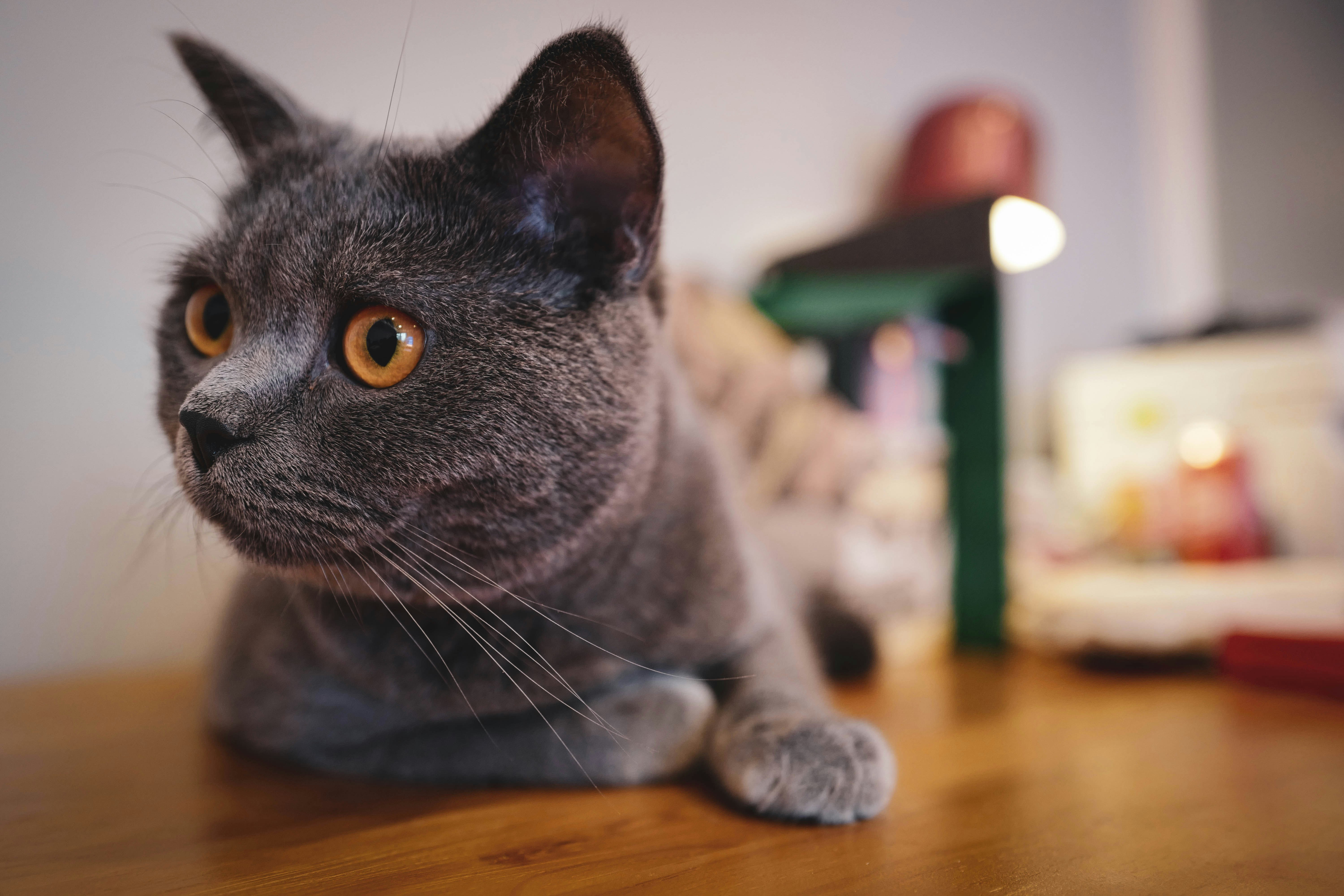 russian blue cat on brown wooden table