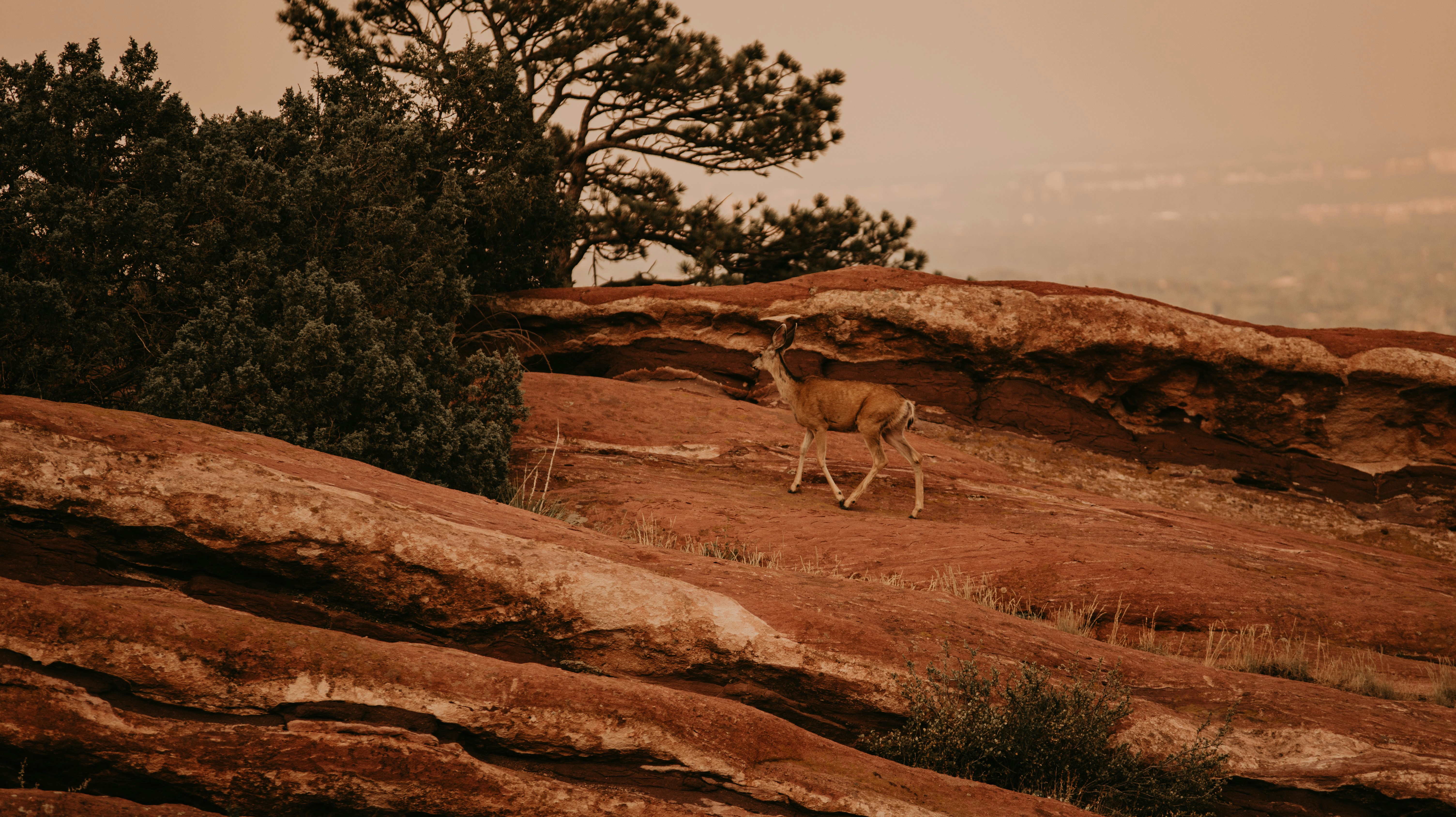Amber Hour on the Red Rock Ridge: Desert Deer