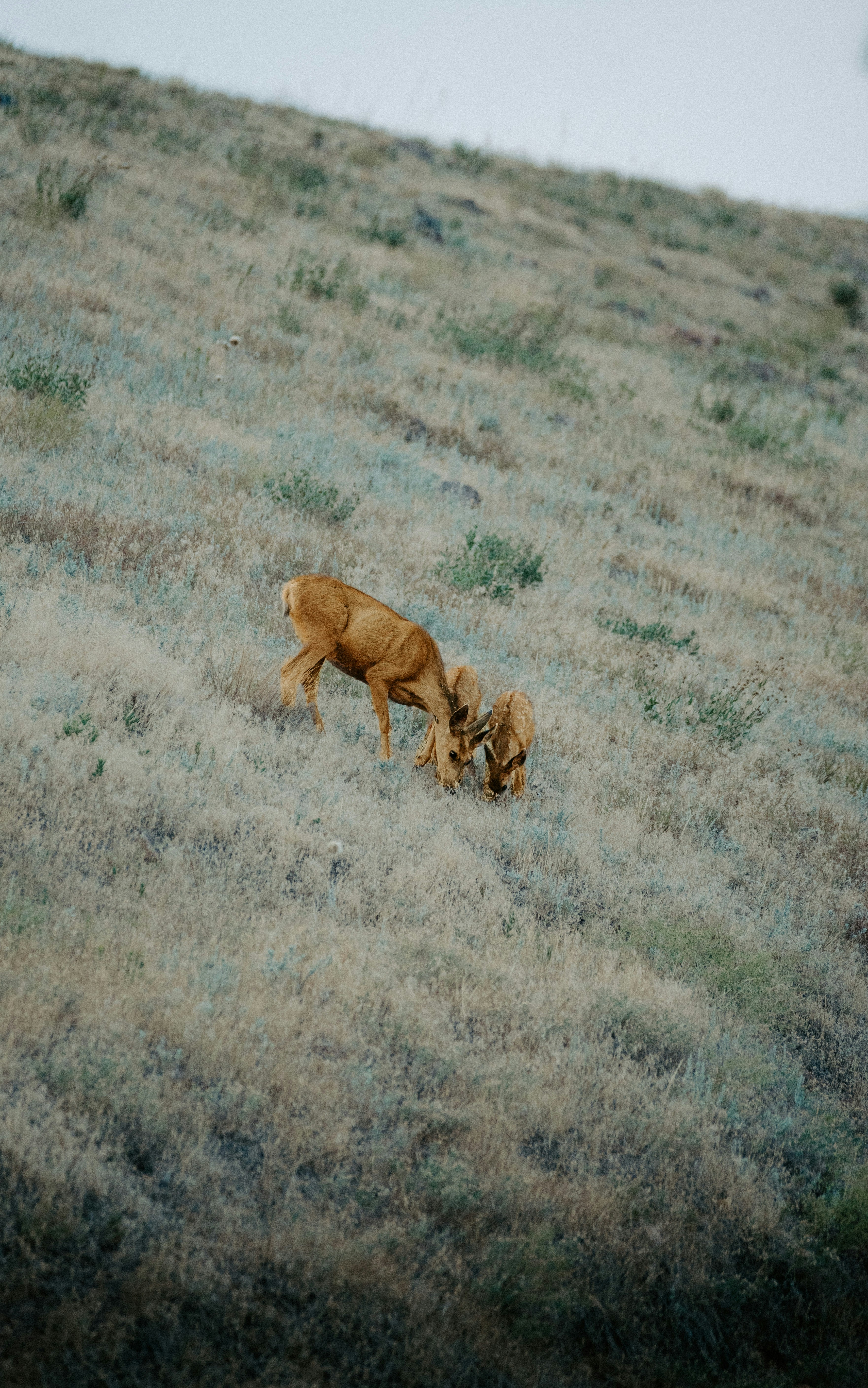 On the Slope: A Pair of Elk in Quiet Grassland
