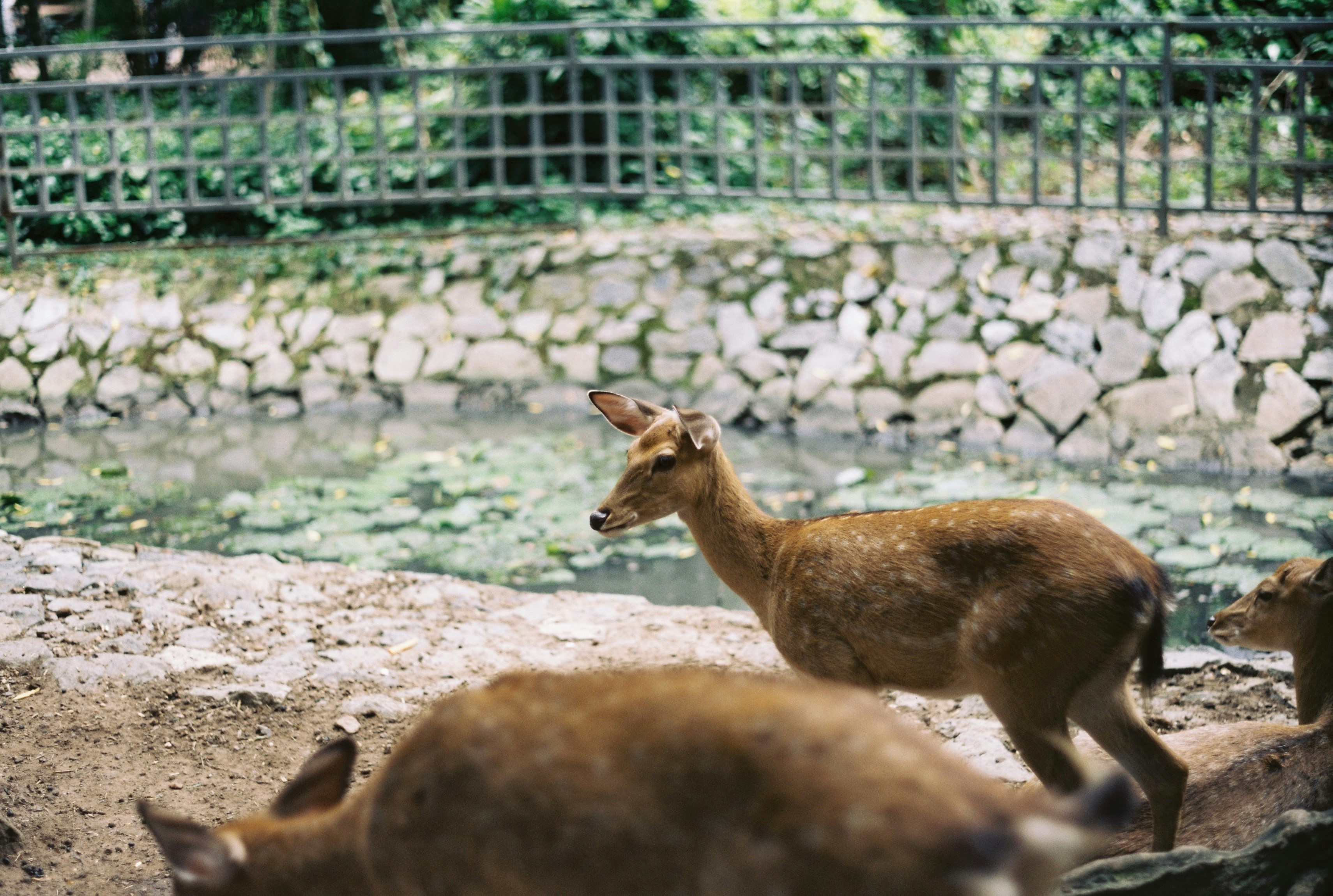 Quiet deer along the stone wall at a sunlit park edge