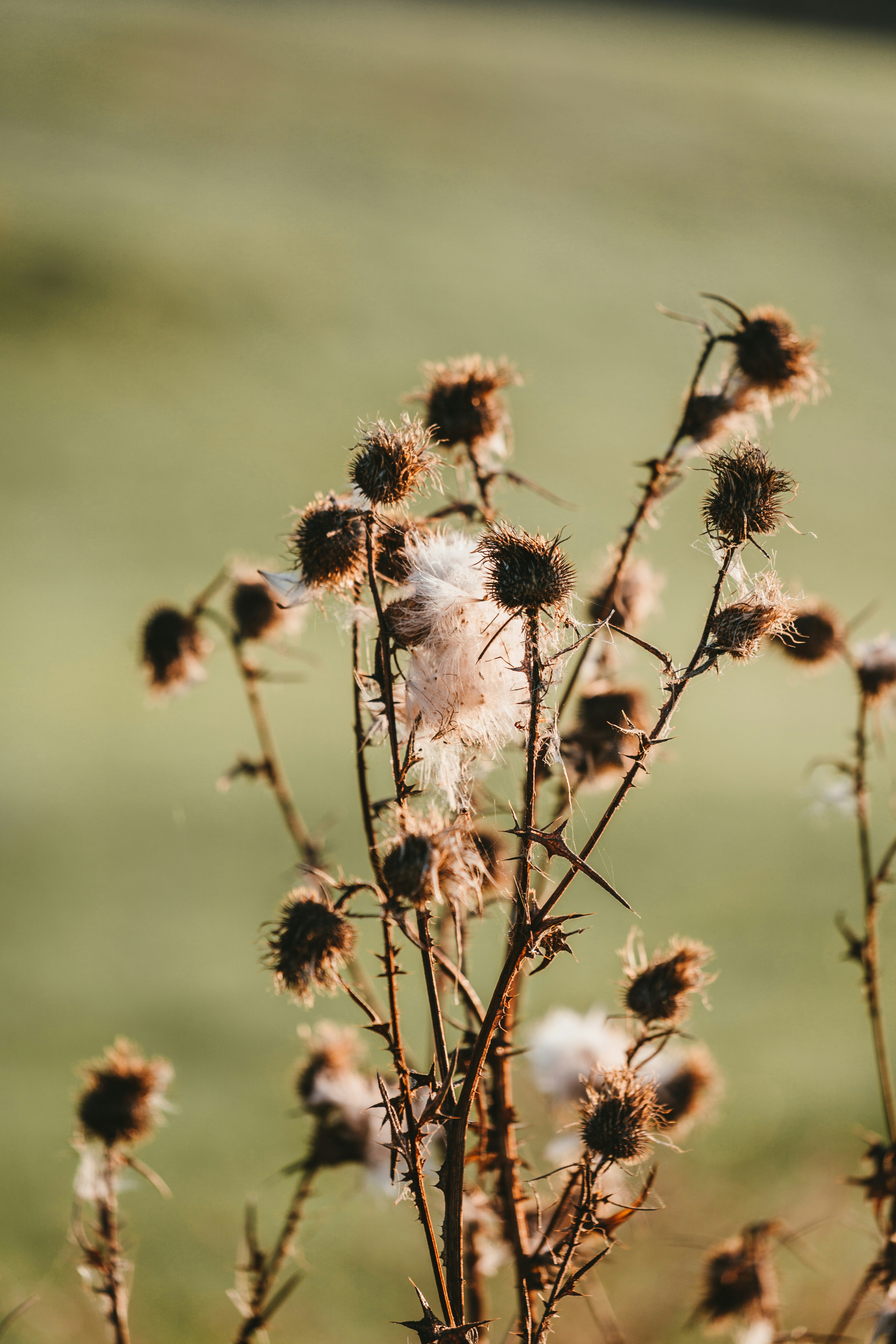 Backlit seed heads: a close-up of dried thistles in a sunlit meadow