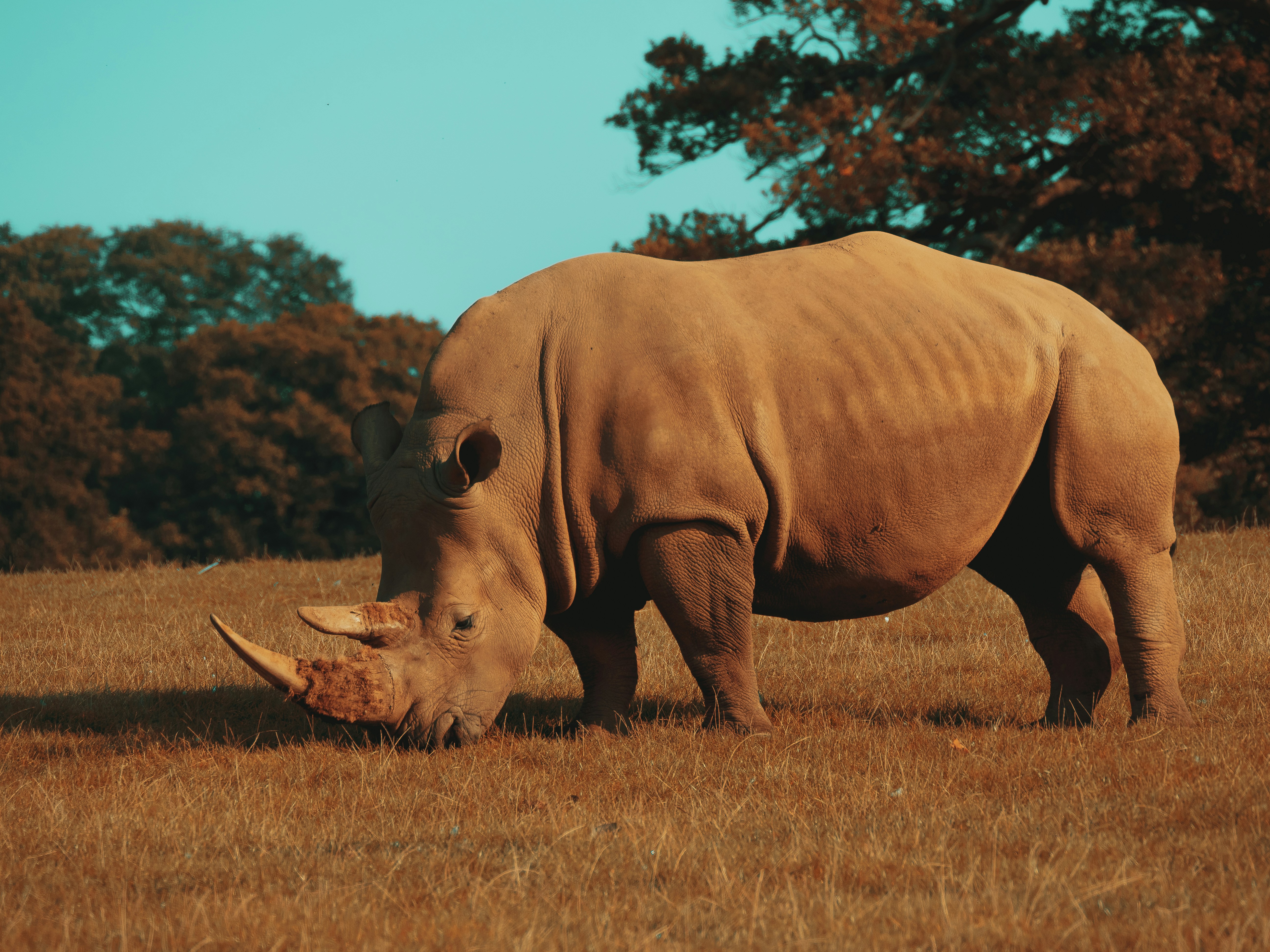 Rhinoceros Pictures | Download Free Images on Unsplash