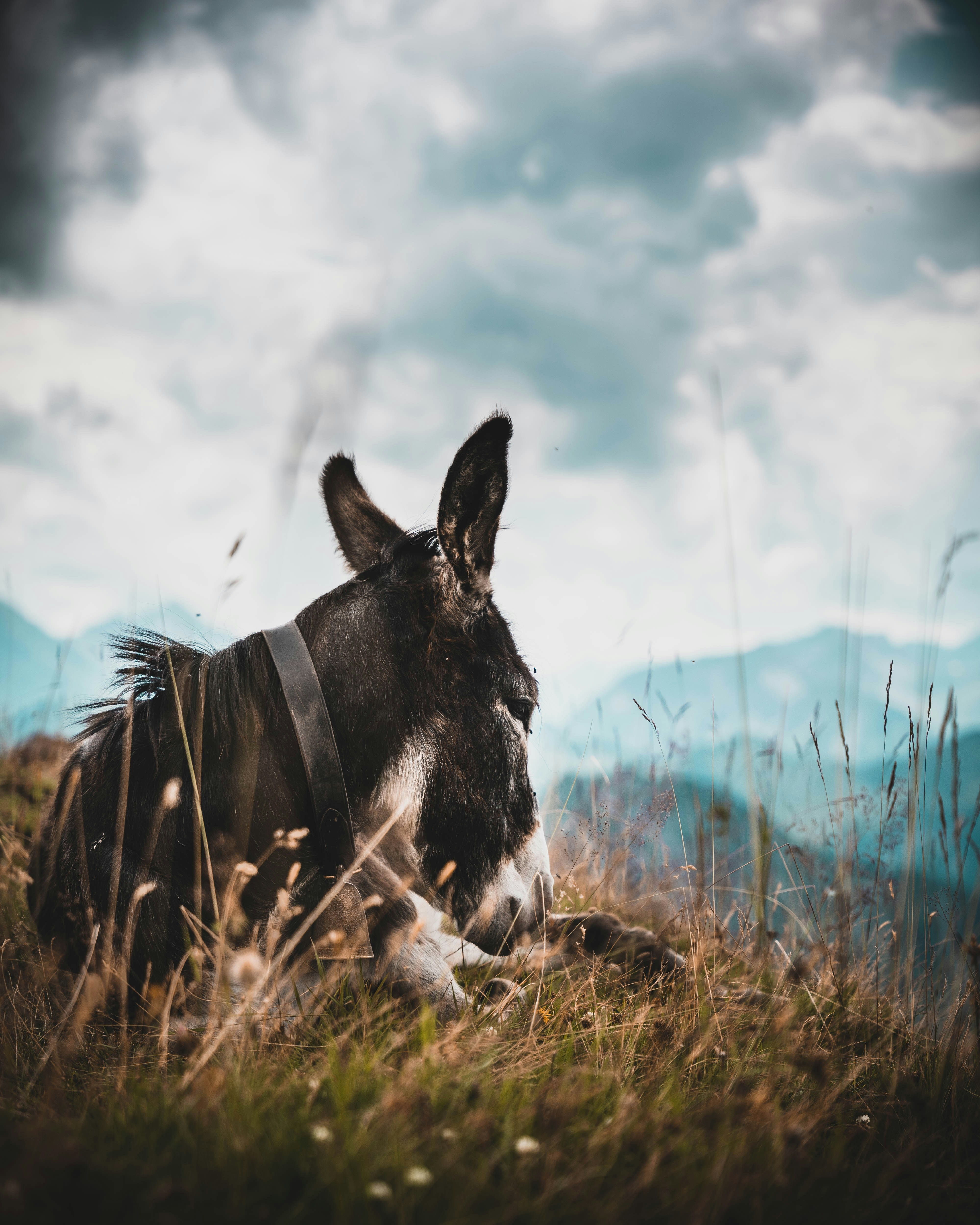 Overlooking Ridge: A Donkey Pause in Golden Heather