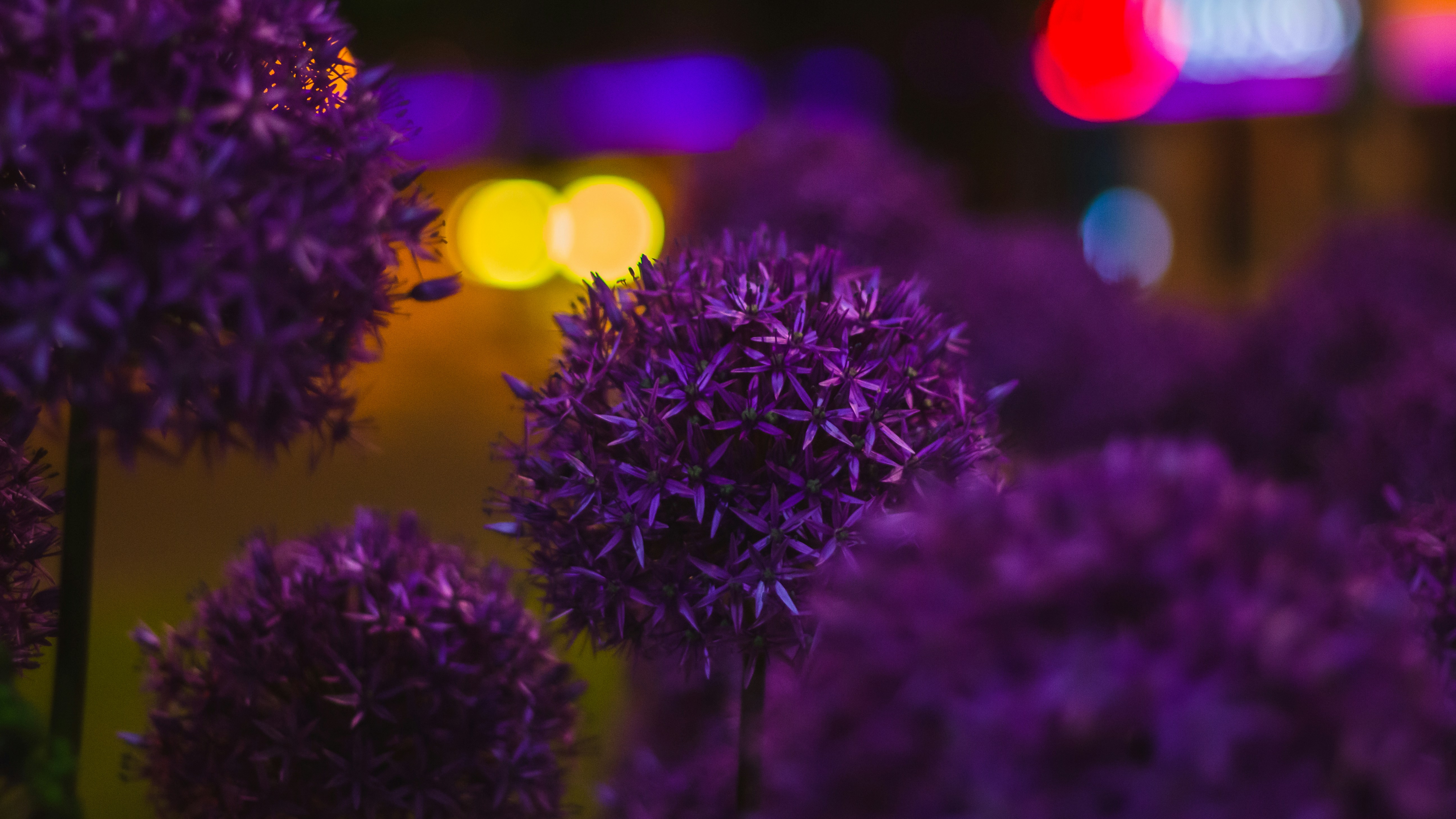 purple flower in tilt shift lens