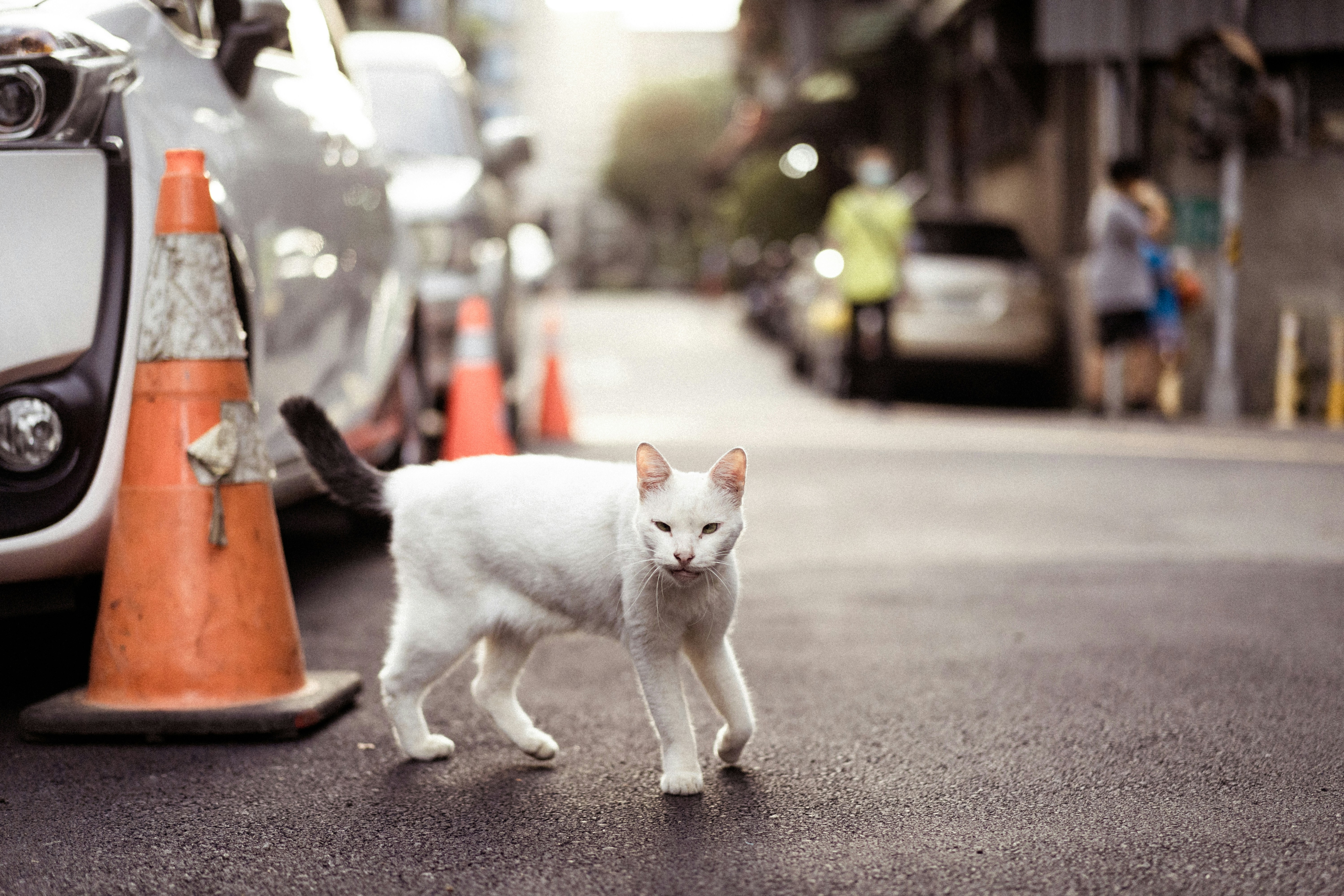White cat walking confidently along a city street, flanked by traffic cones and parked vehicles. A glimpse of urban life unfolds in the background.