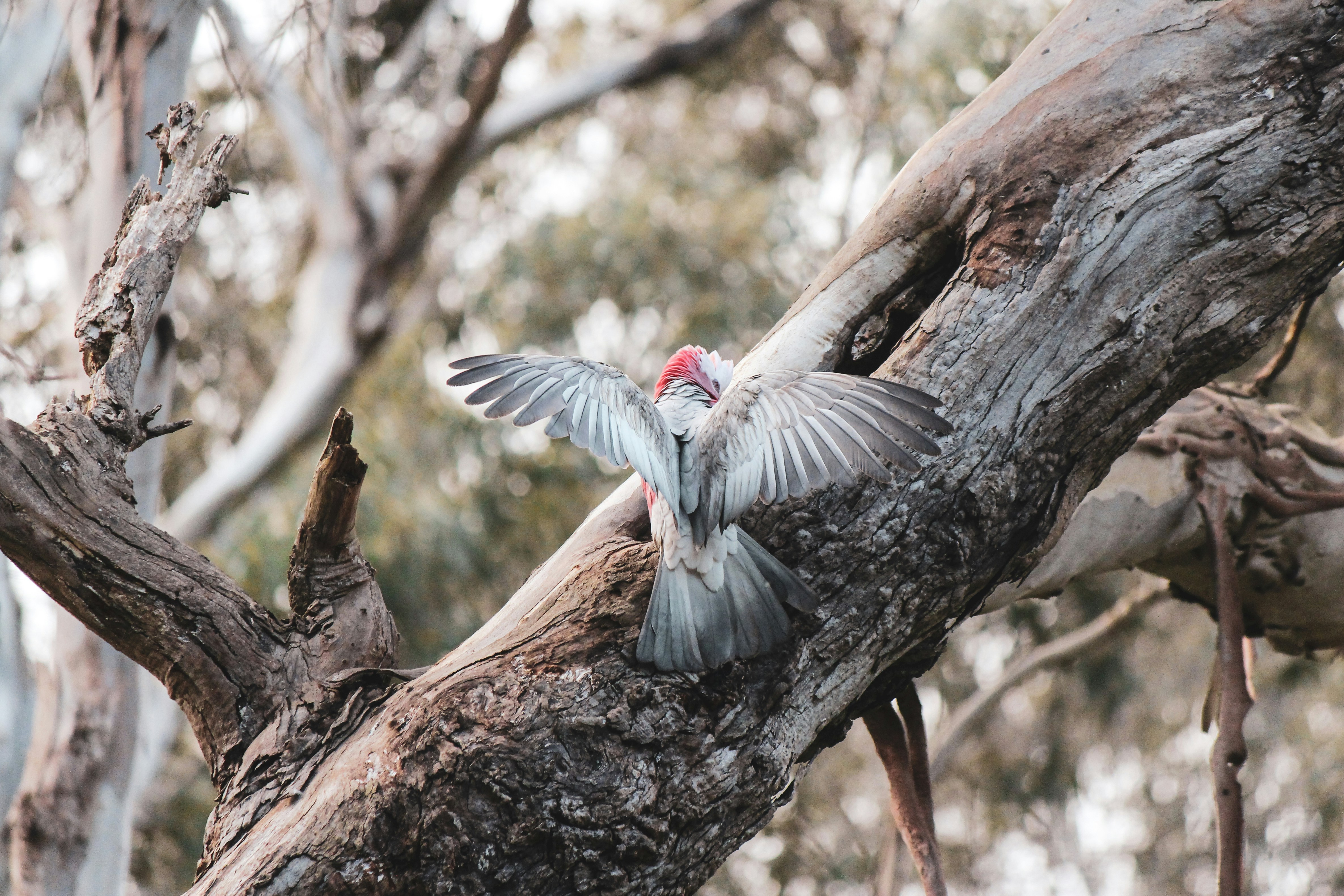 Galah on a Weathered Branch: Wings Outstretched in a Moment of Rest