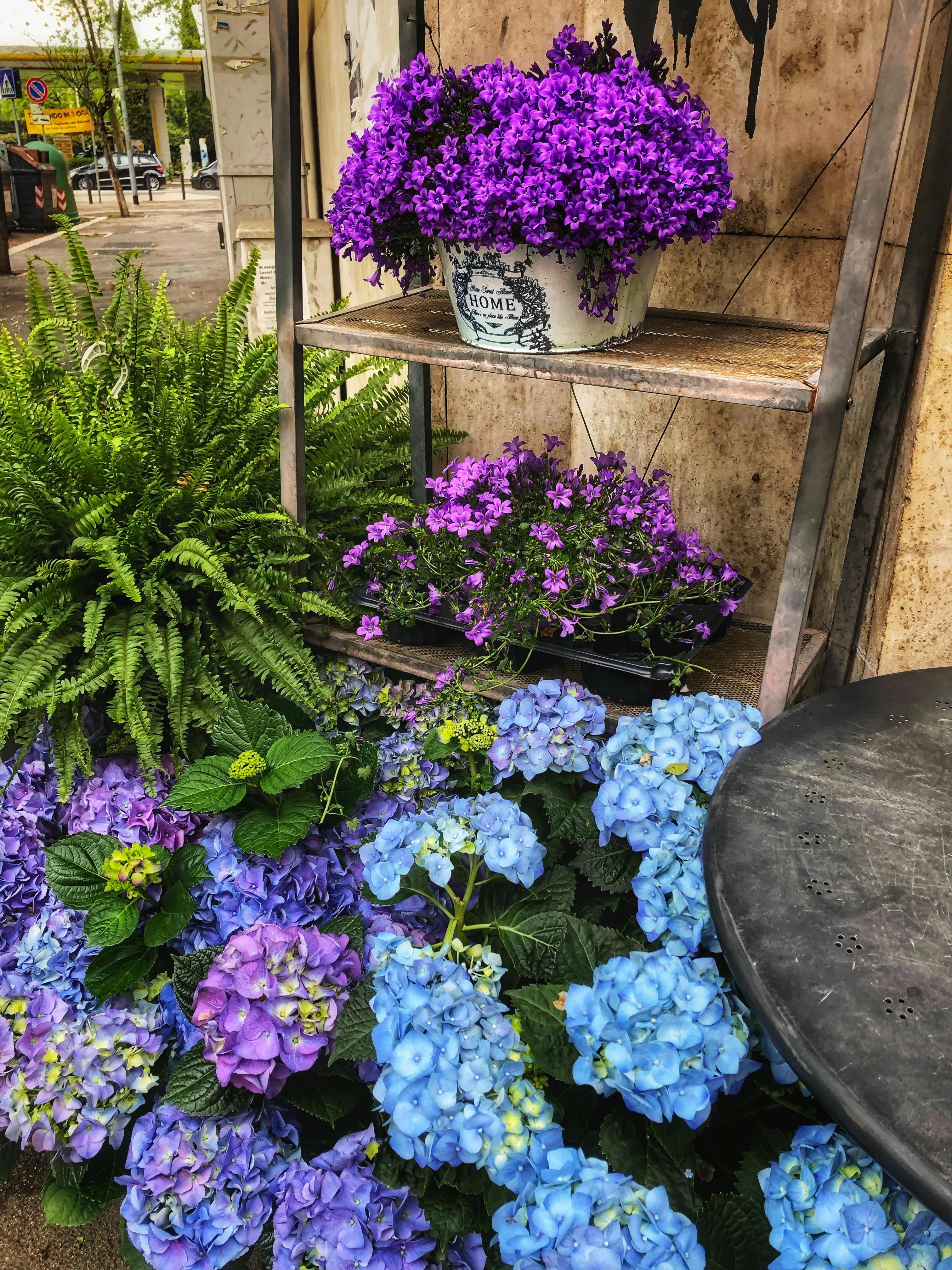 Purple Blooms on a Rustic Shelf: A Quiet Urban Garden Moment