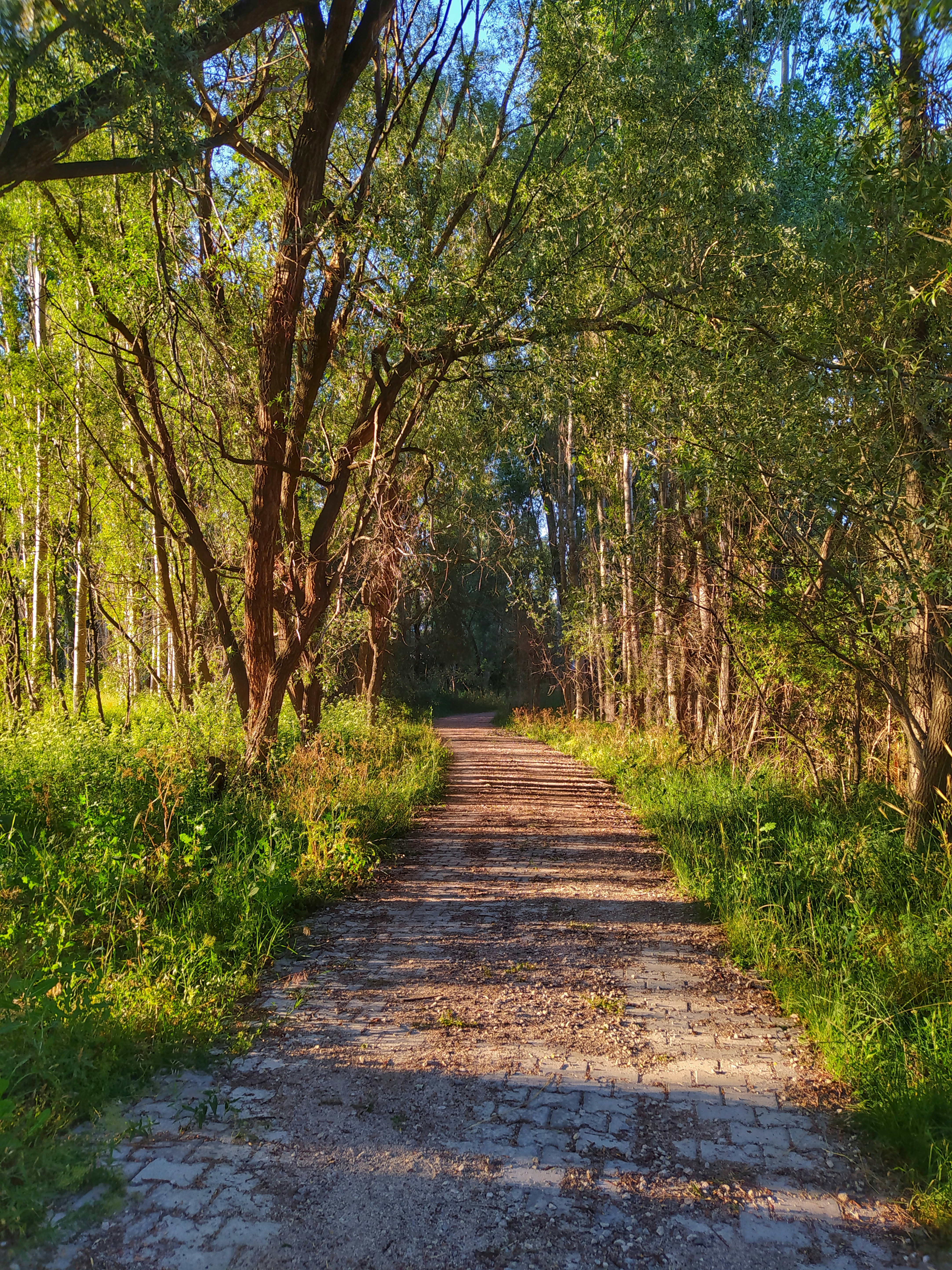 A serene pathway meanders through a lush forest, framed by tall trees and vibrant greenery. The dappled sunlight casts a warm glow on the cobblestone path.