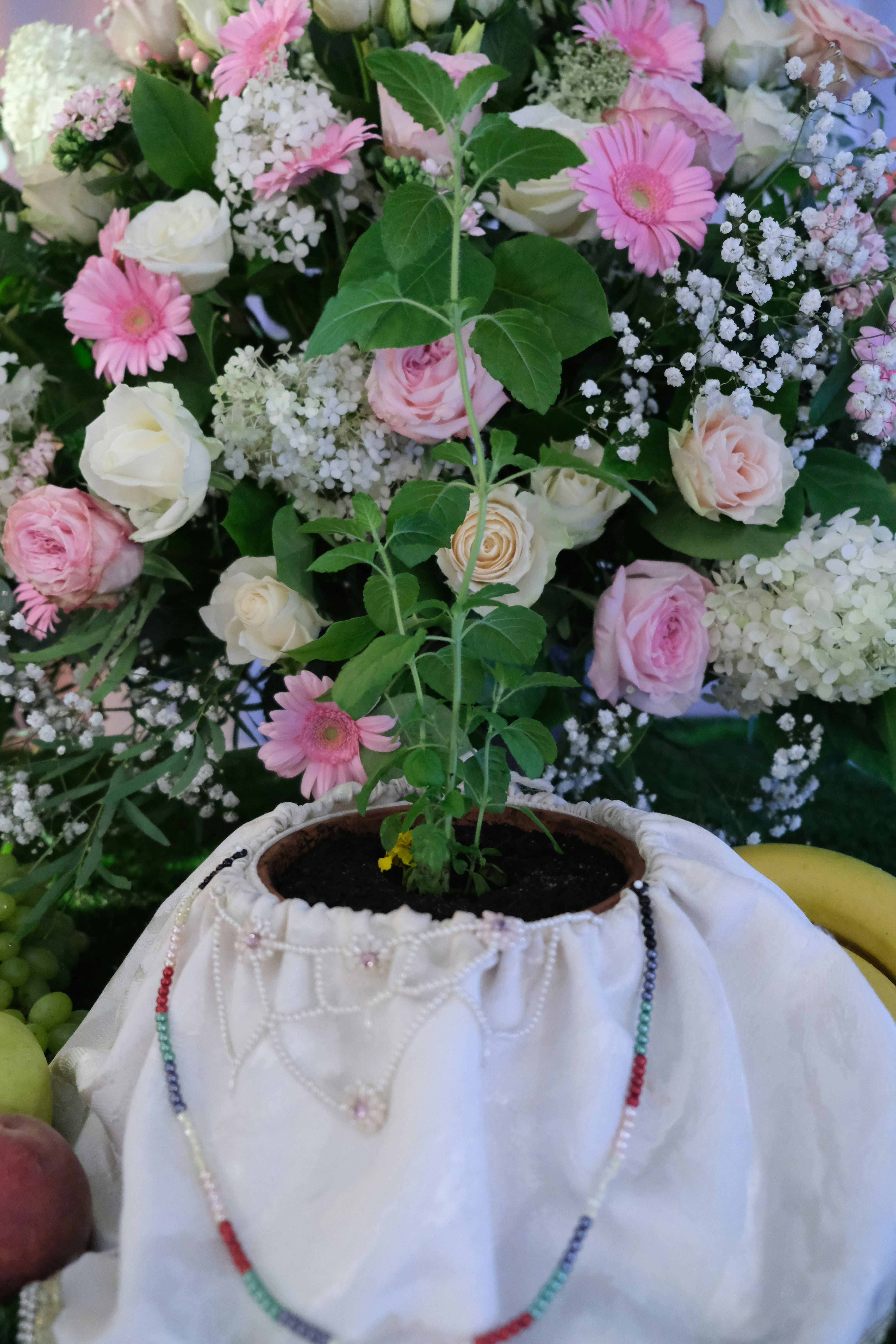 Seedling Rising Through a Pastel Floral Cascade