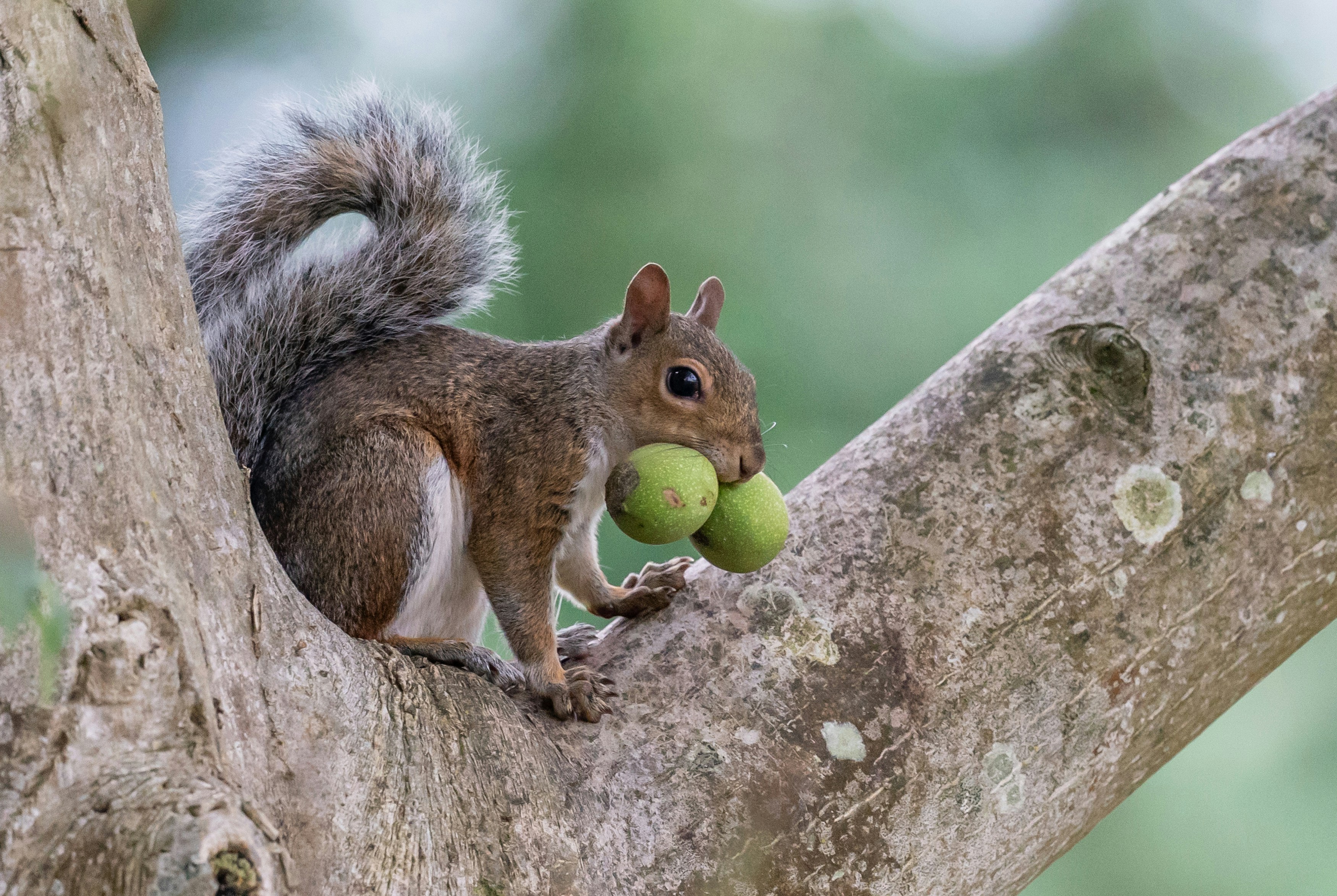 Apple Stash on a Tree: A Squirrel's Quiet Snack Moment