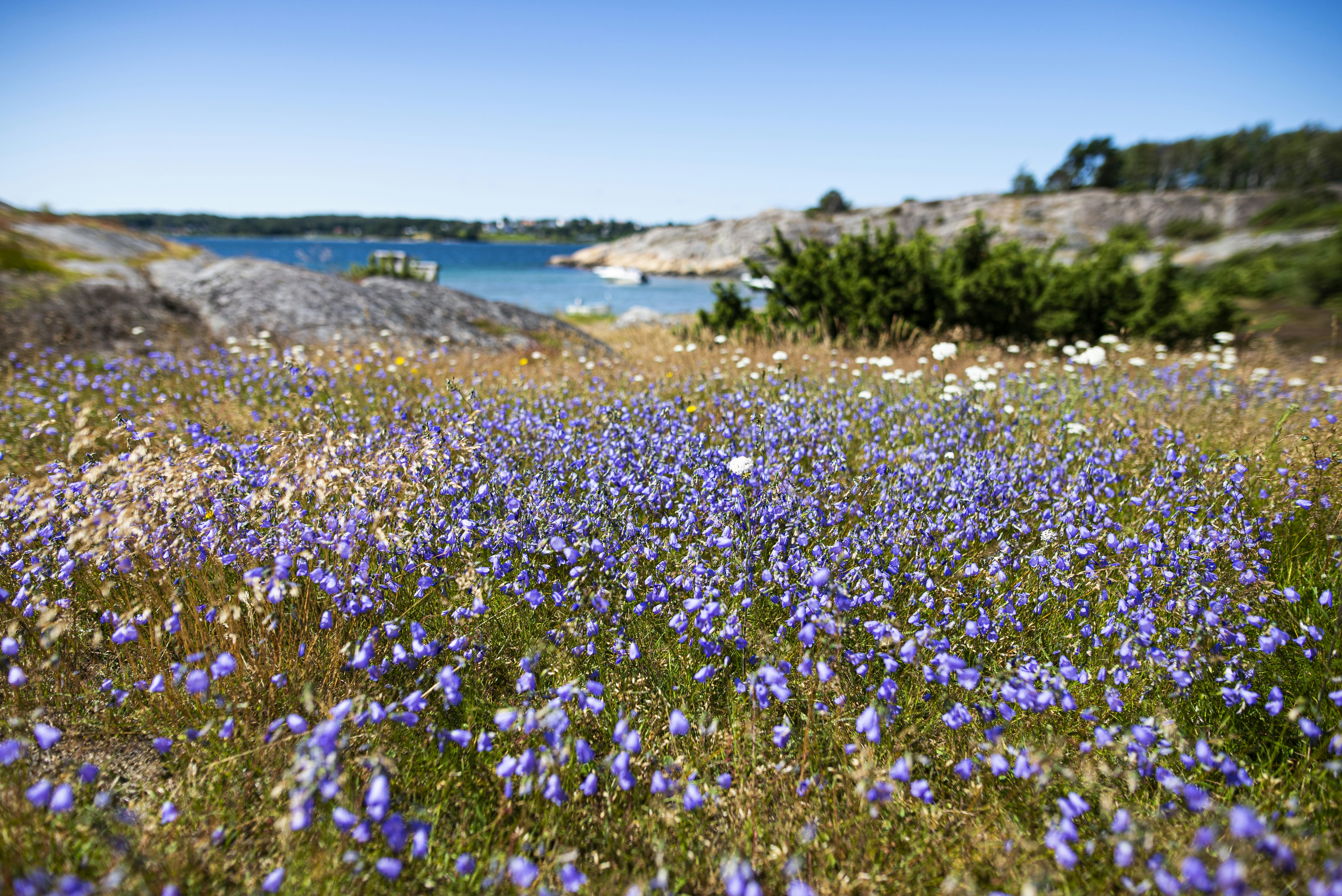 Purple Edge Field by the Sea: Wildflowers Fringing a Rocky Cove