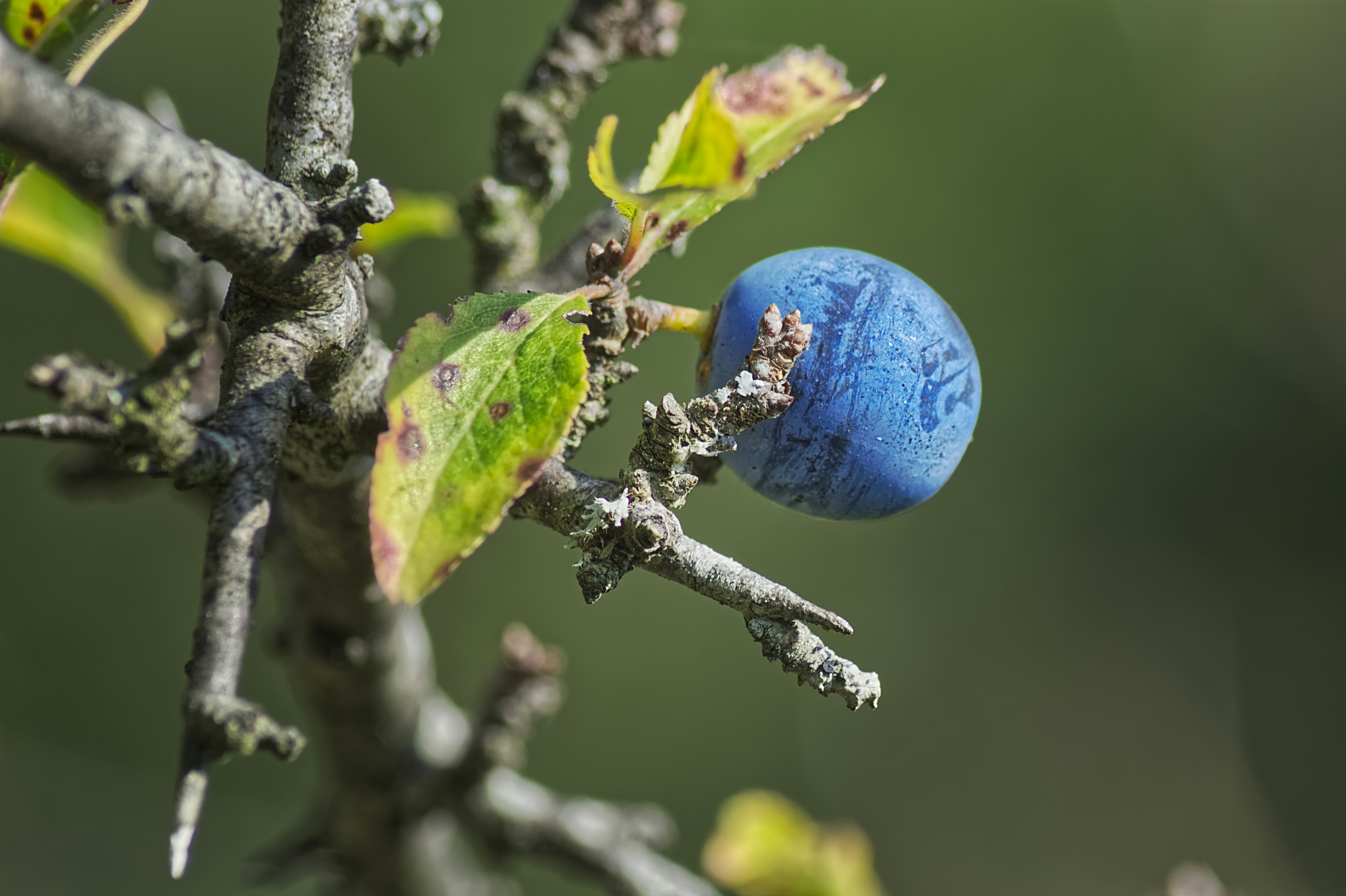 Blue plum on a thorny branch: a close-up of color and texture