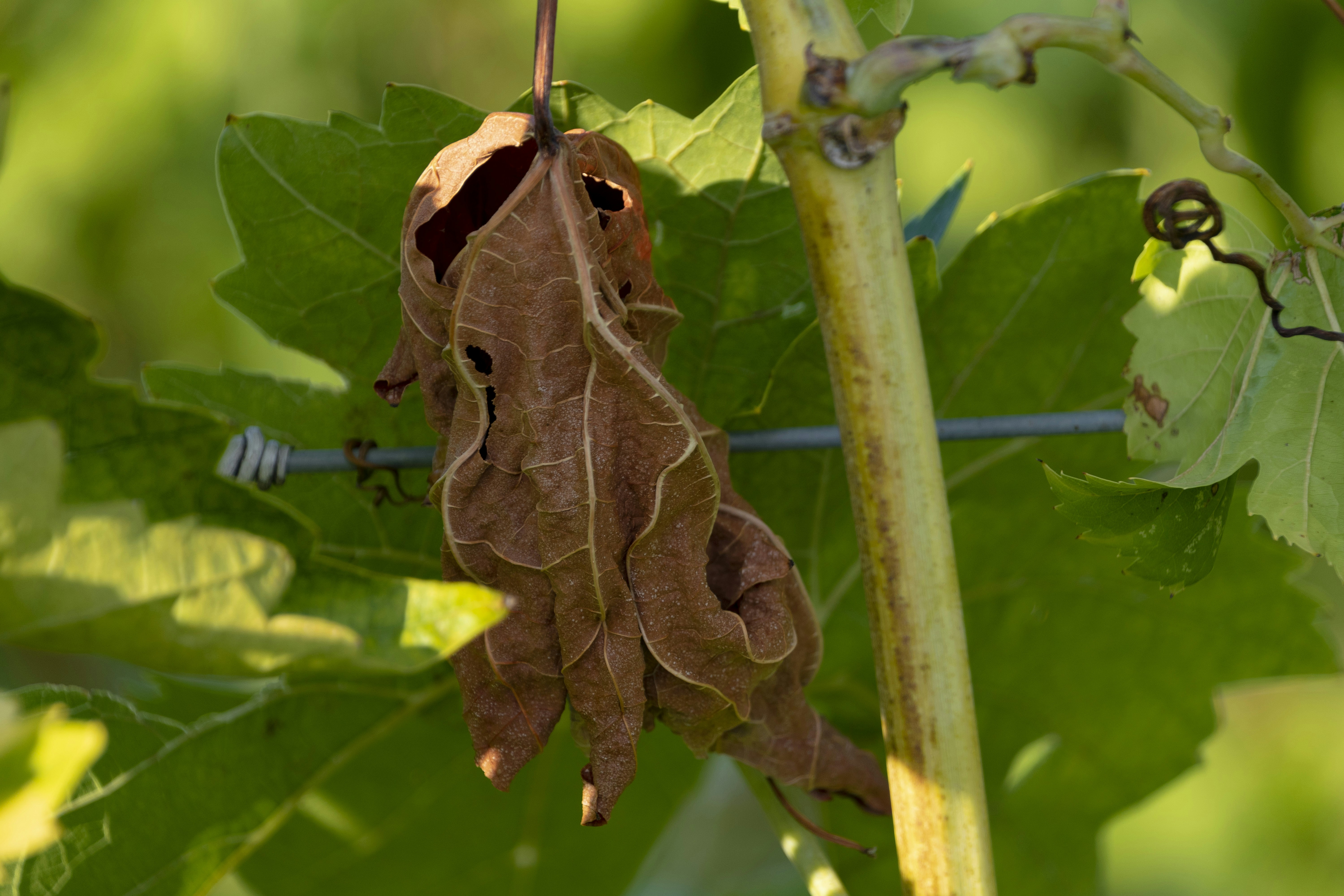 Solitary Dried Leaf Clings to a Sunlit Vine
