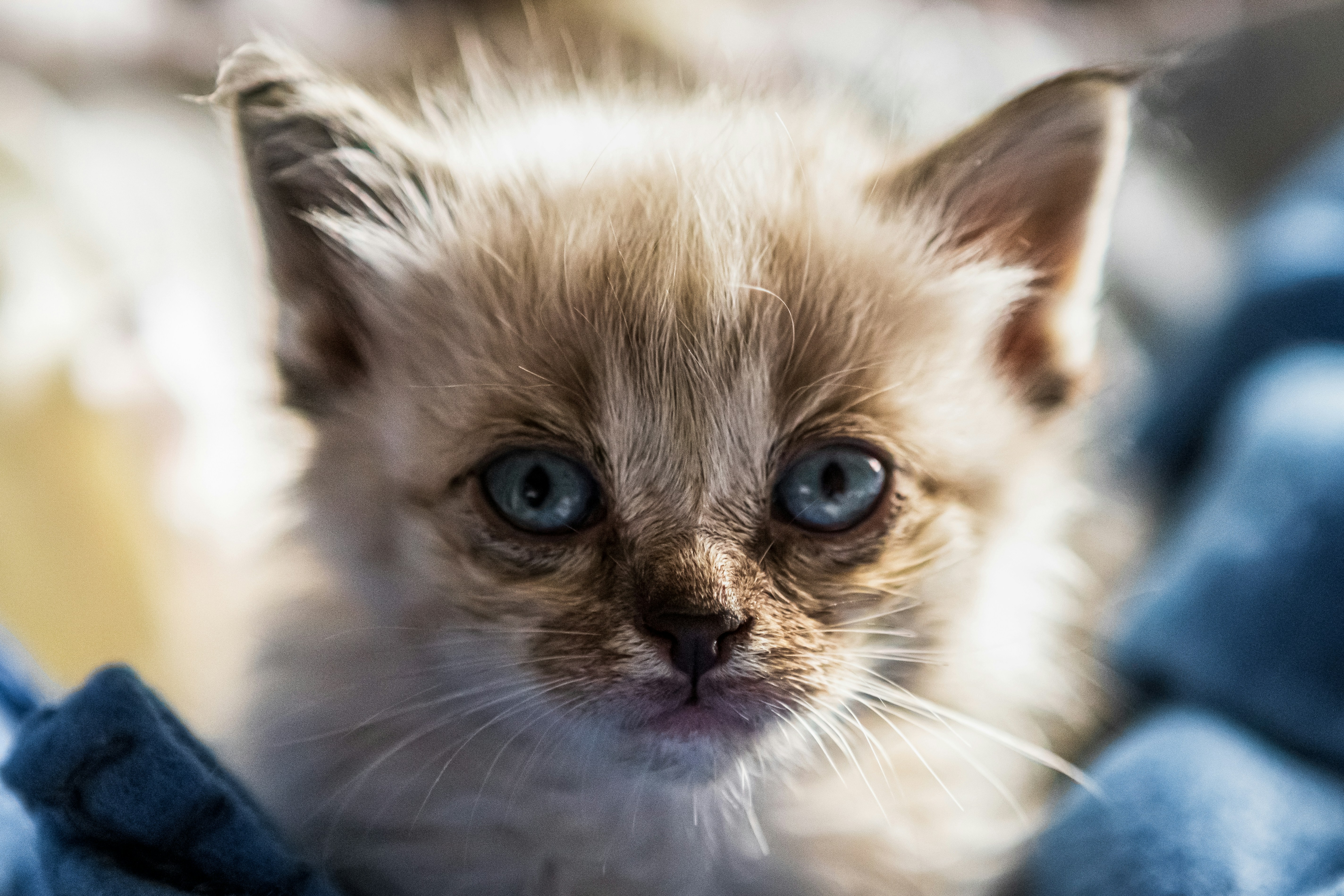 Fluffy kitten with striking blue eyes gazing curiously, nestled in a cozy blue blanket.