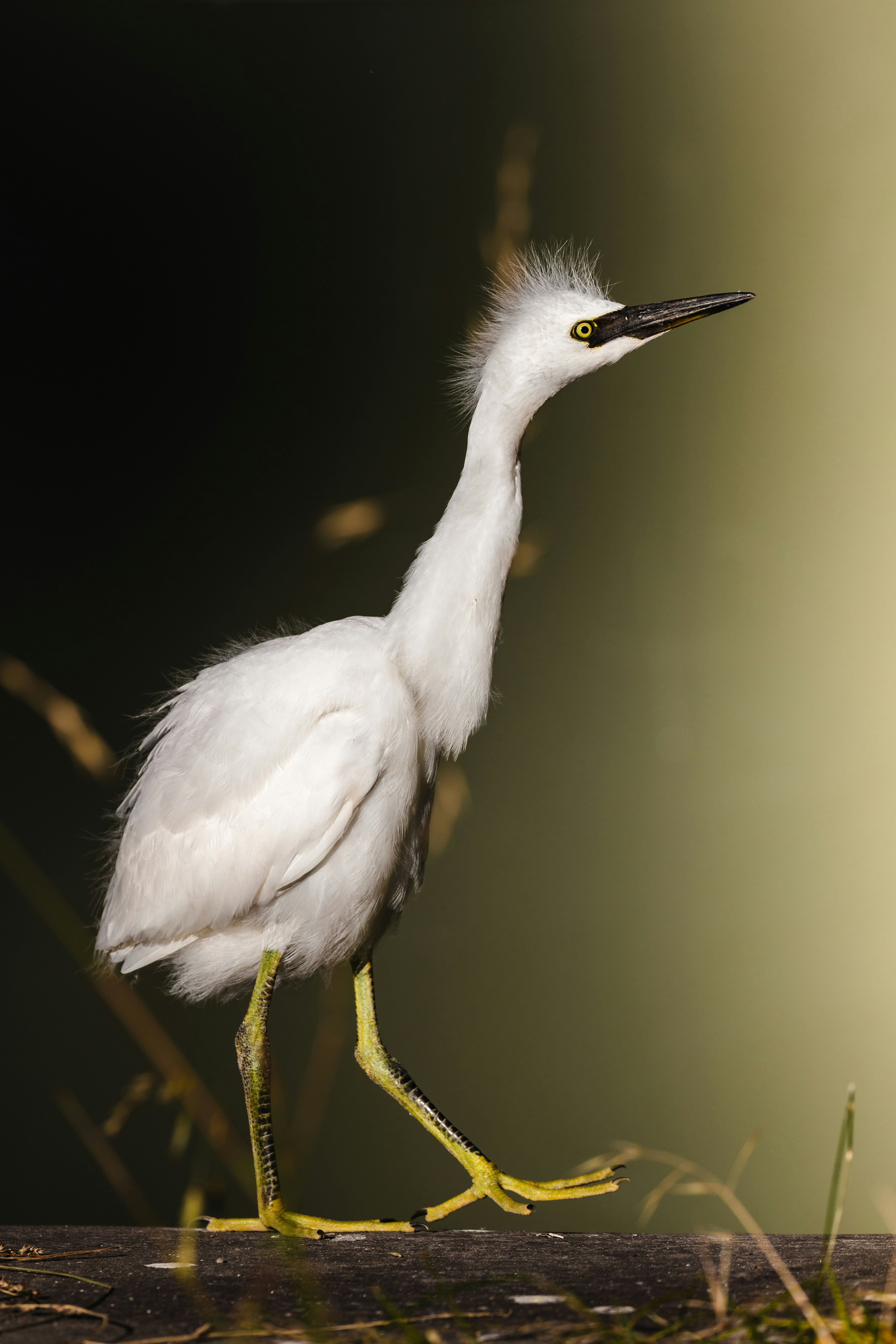 Sentry of the Shore: White Heron in Focused Grace