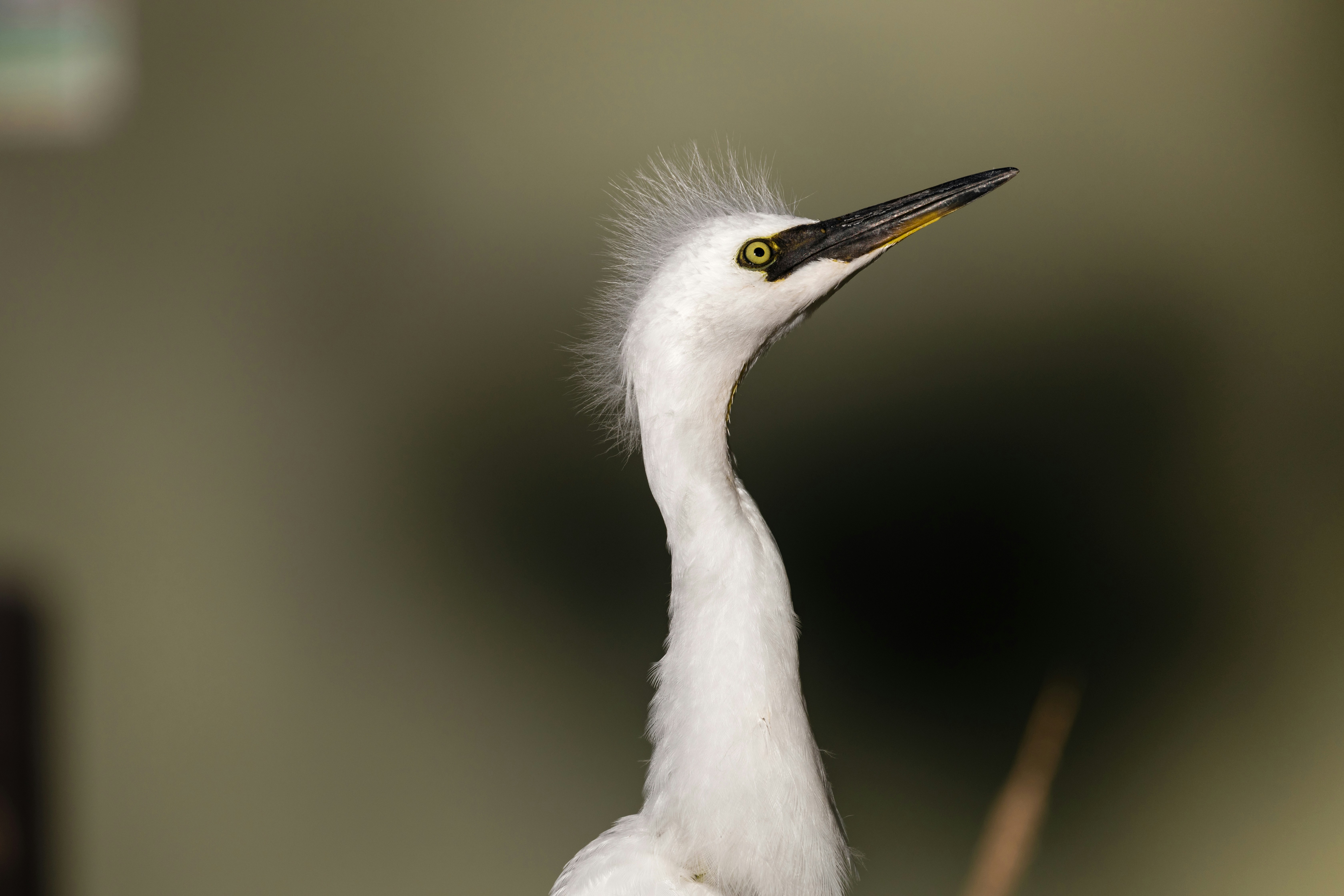 Snowy egret with a striking posture and distinctive plumage, showcasing its elegant profile against a soft, blurred background.