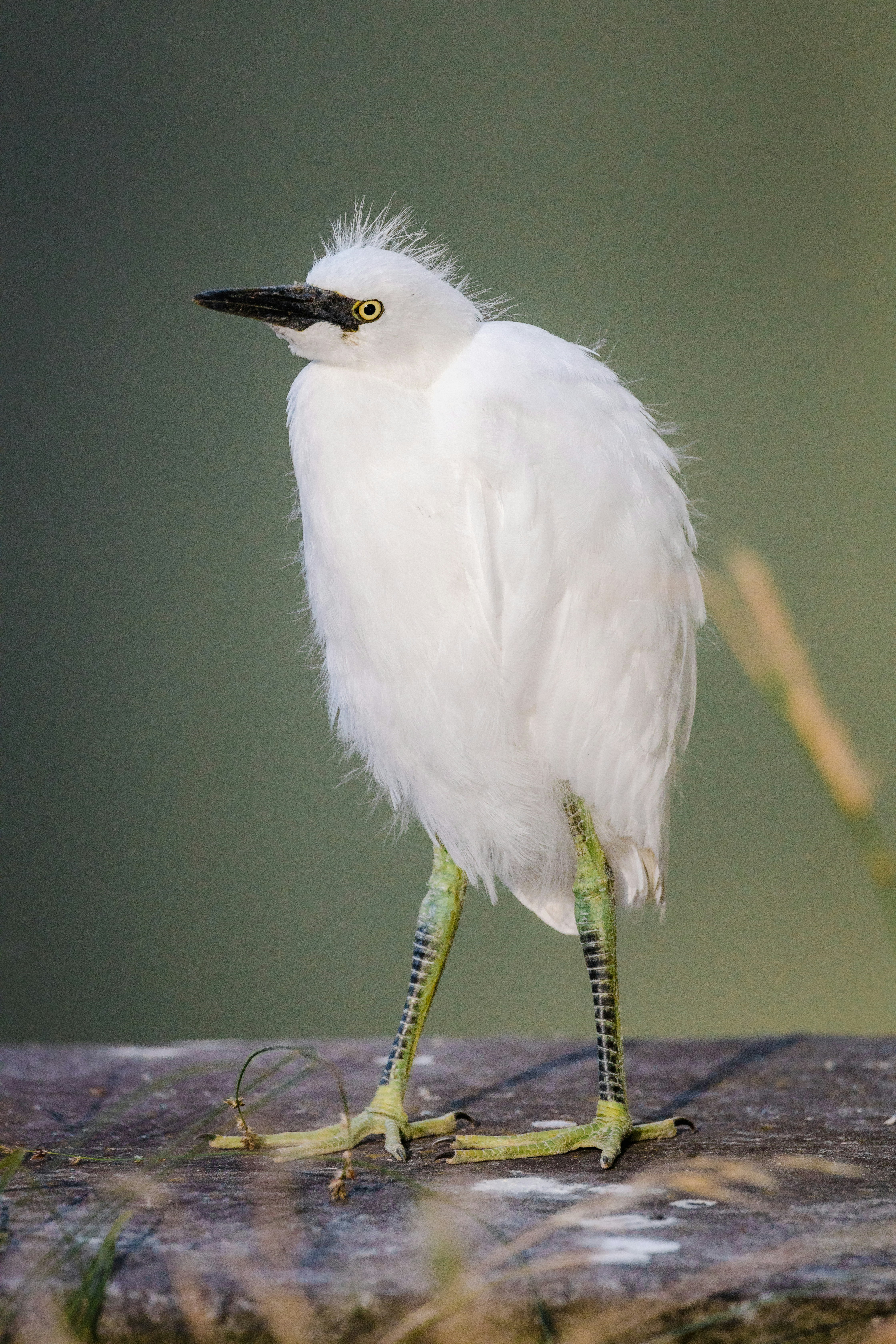 Crested White Egret Perched on a Weathered Log in Soft Afternoon Light