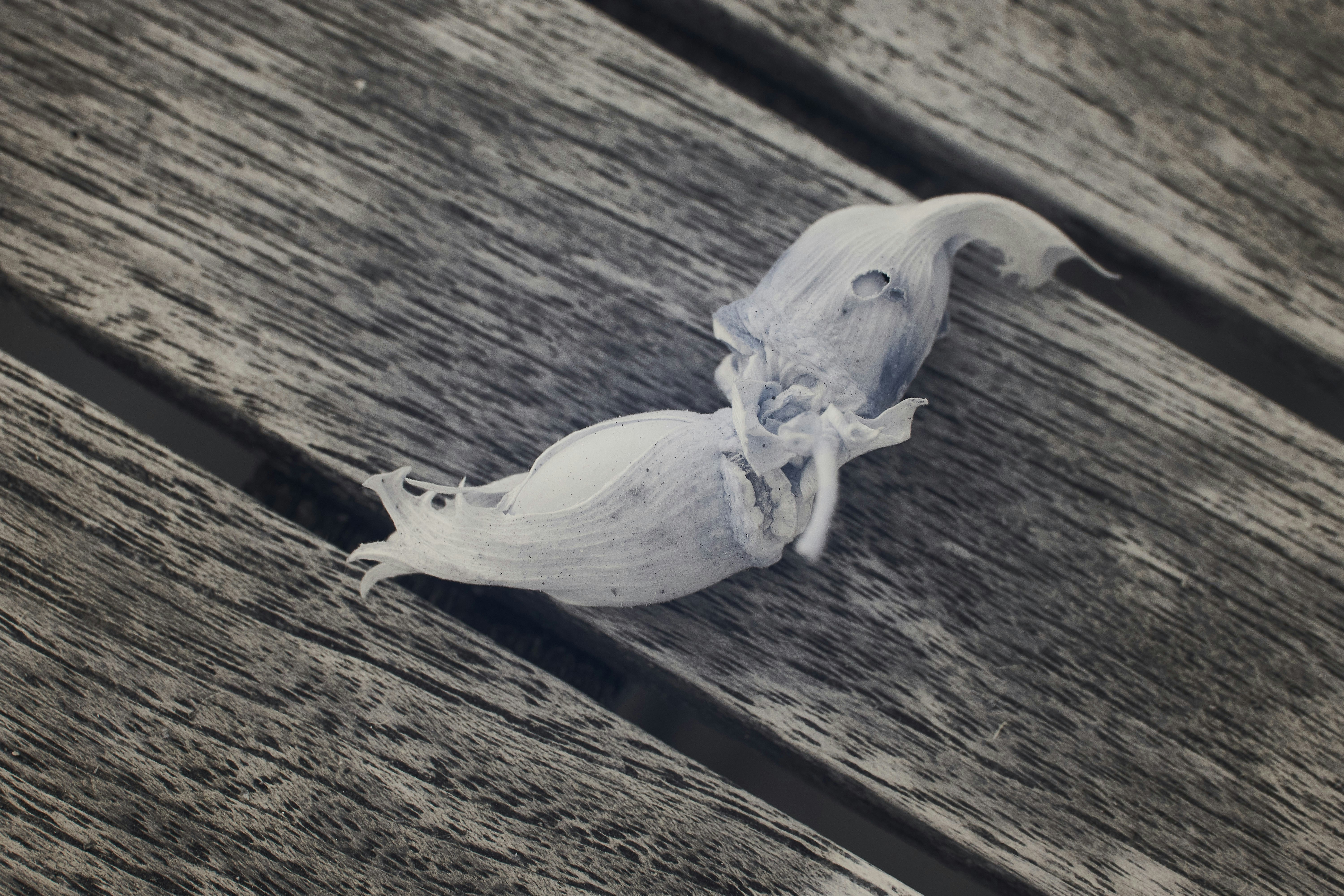 Desaturated Dried Bloom on Weathered Decking