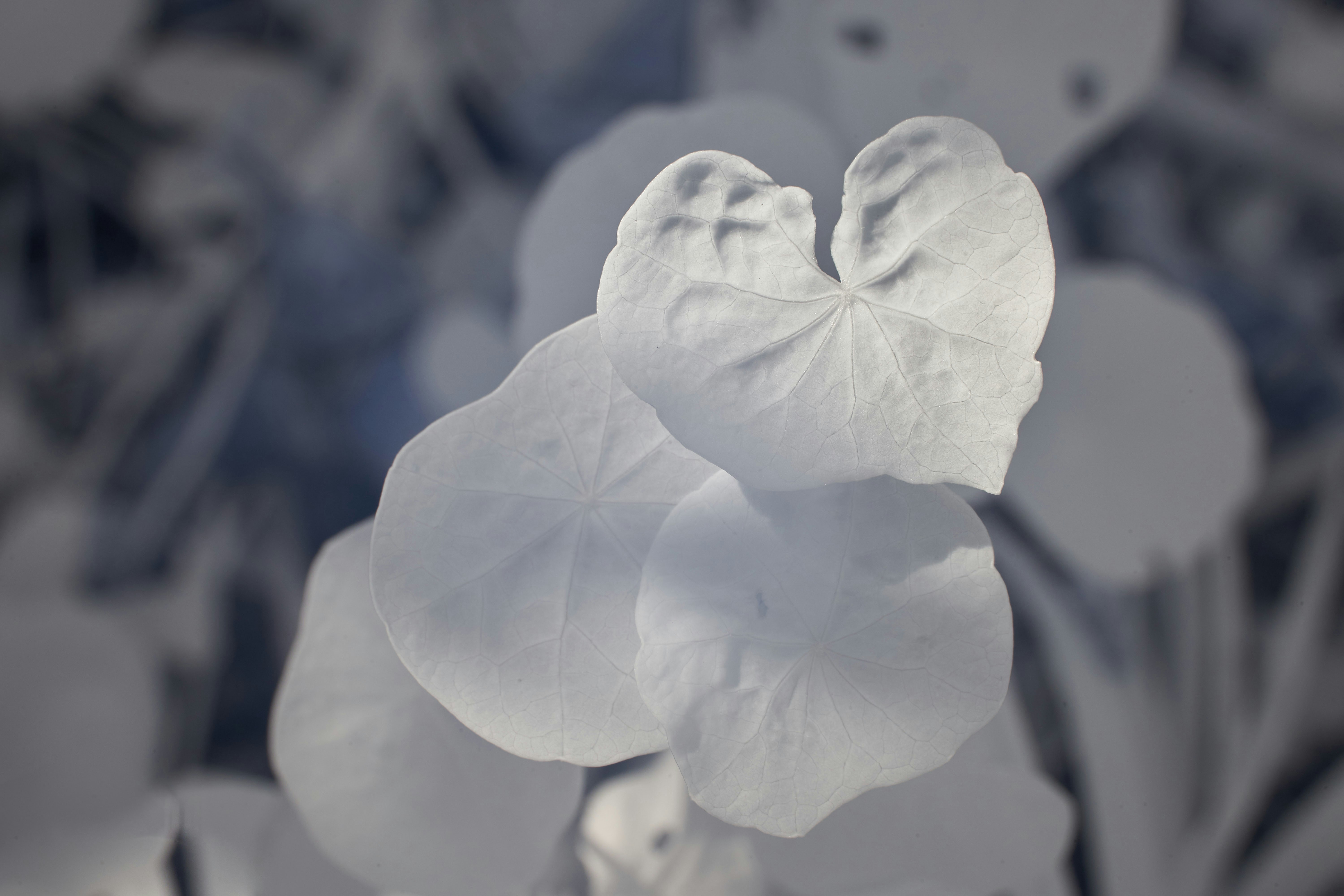 Grey Flower Pictures | Download Free Images on Unsplash