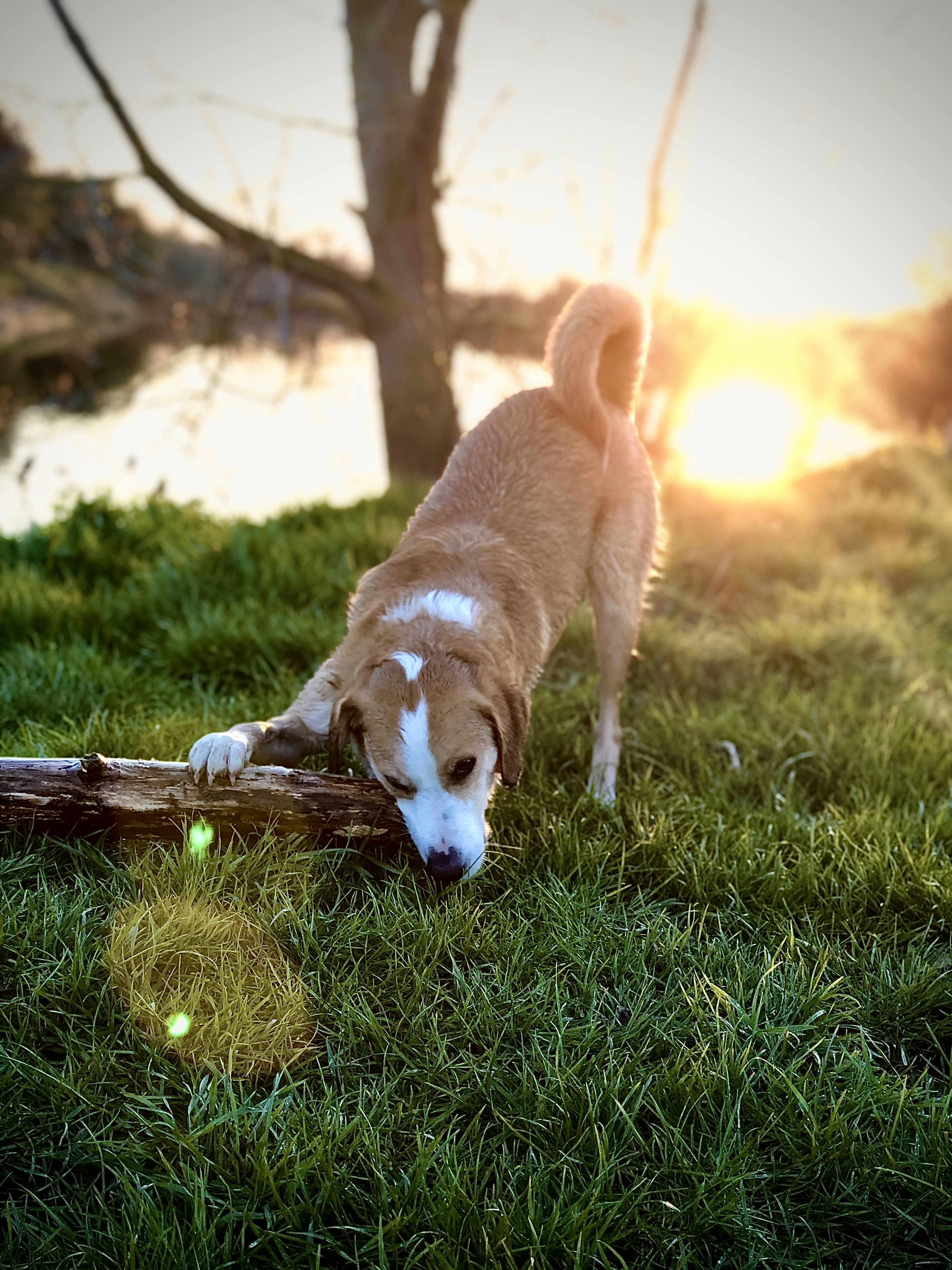 Dog interacting with a log in a lush green field during sunset, with a shimmering reflection on the water in the background.