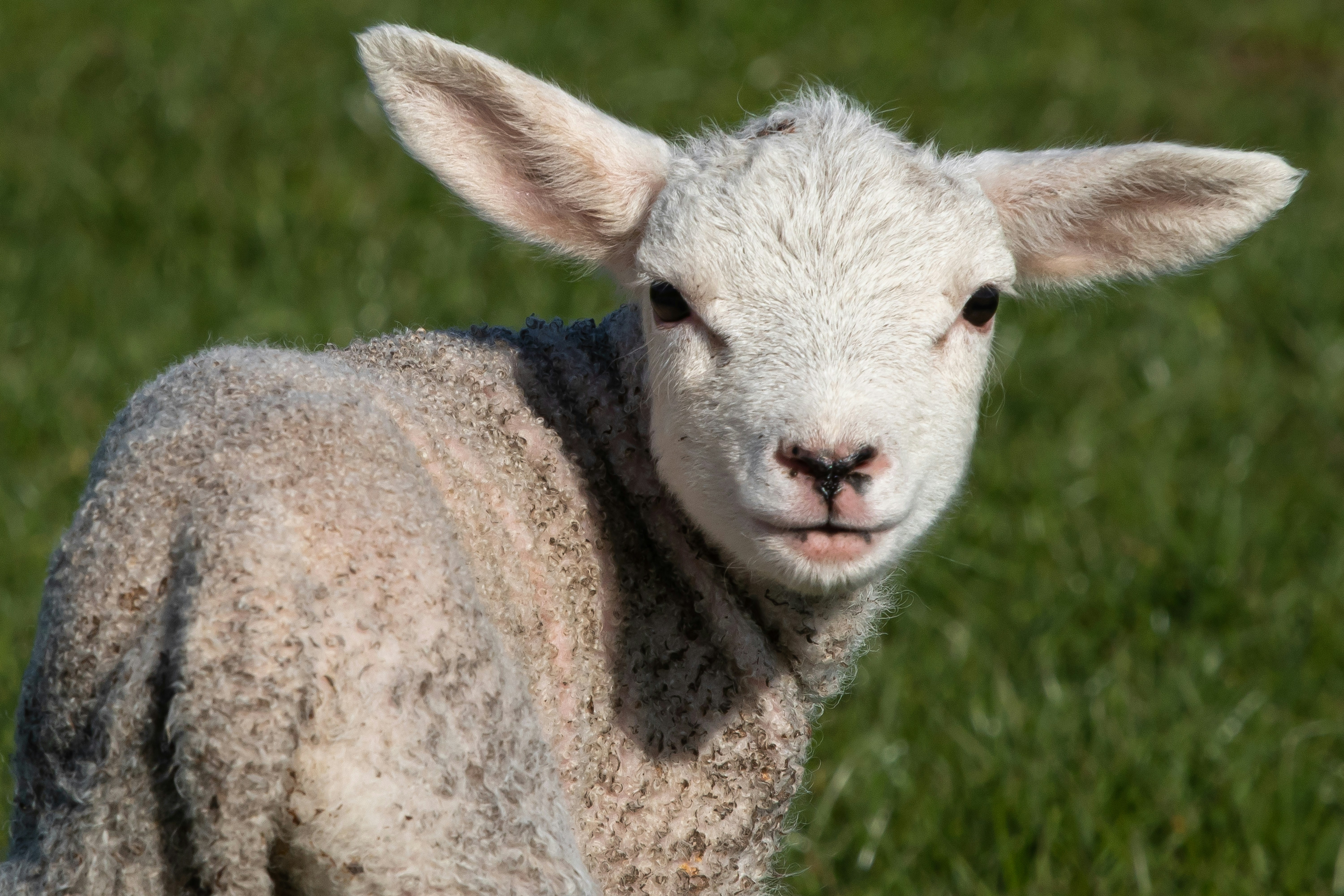 Best 500+ Lamb Pictures [4K] | Download Free Images on Unsplash