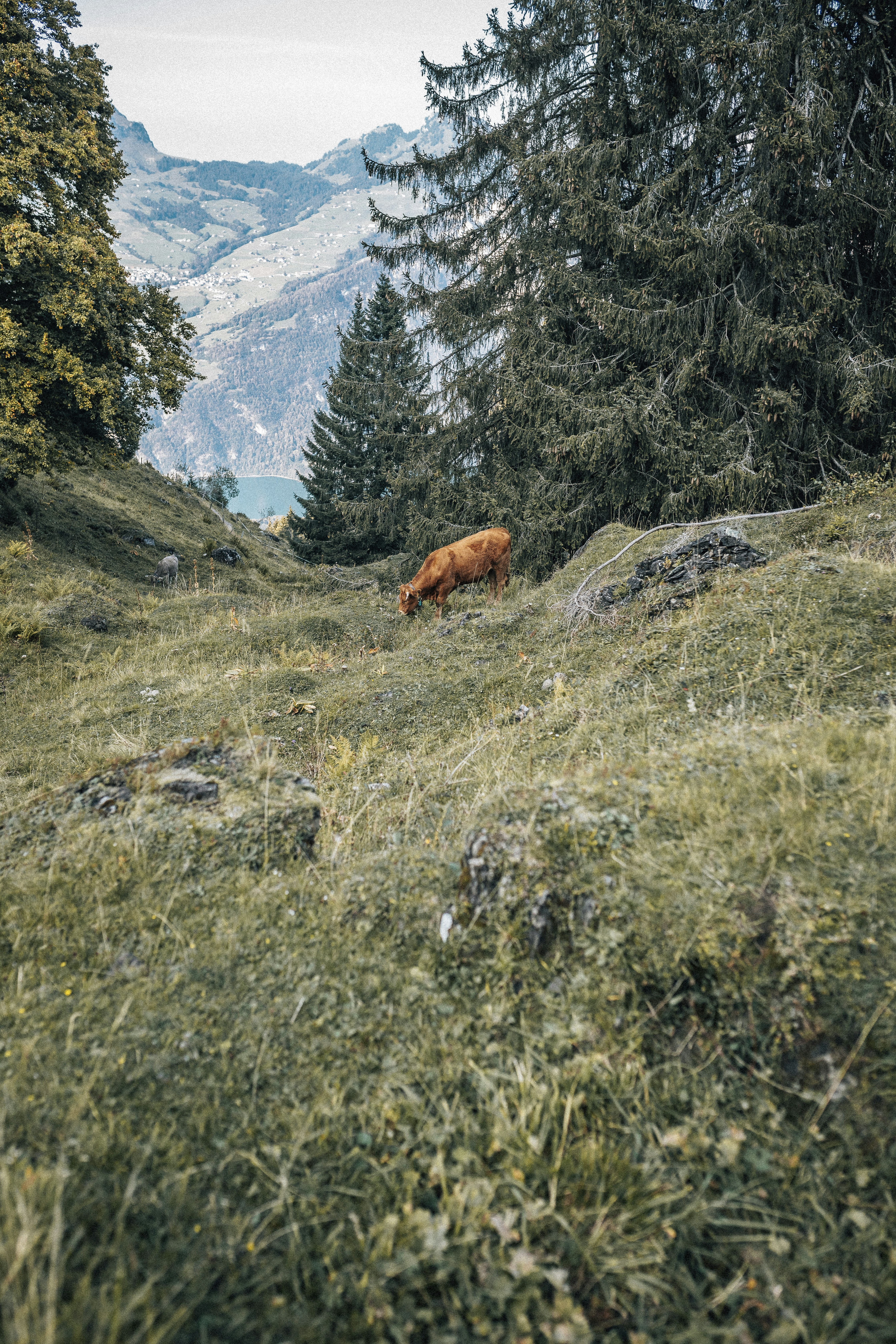 A brown cow grazes peacefully in a lush green valley surrounded by towering trees and distant mountains. The tranquil scene captures the essence of rural life.