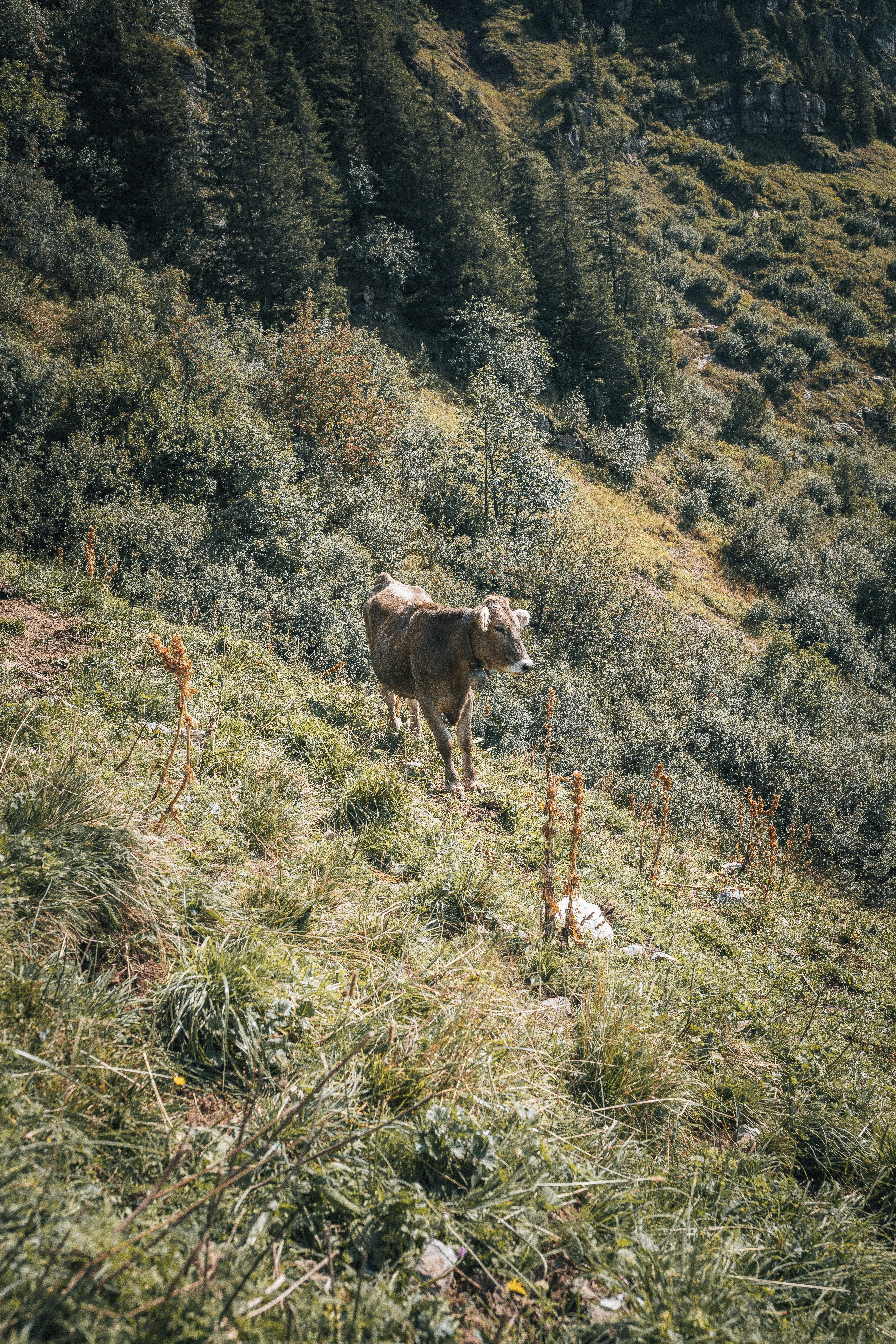 Cow in Swiss Alps