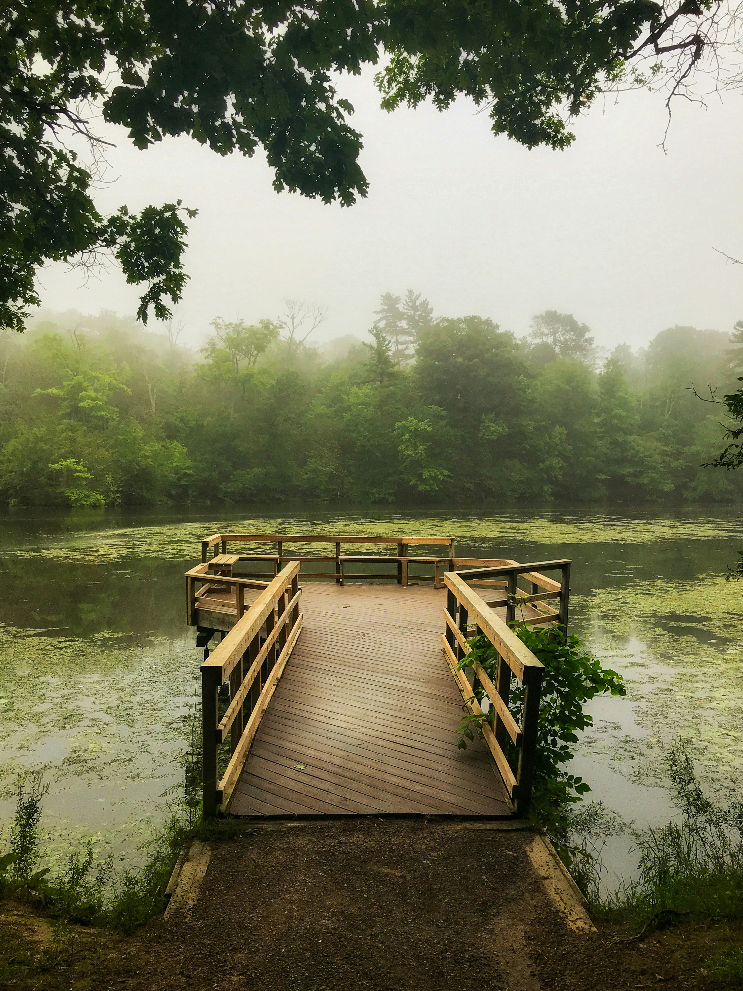 Misty Lake Pier Reaching into a Quiet, Green-tinged Morning