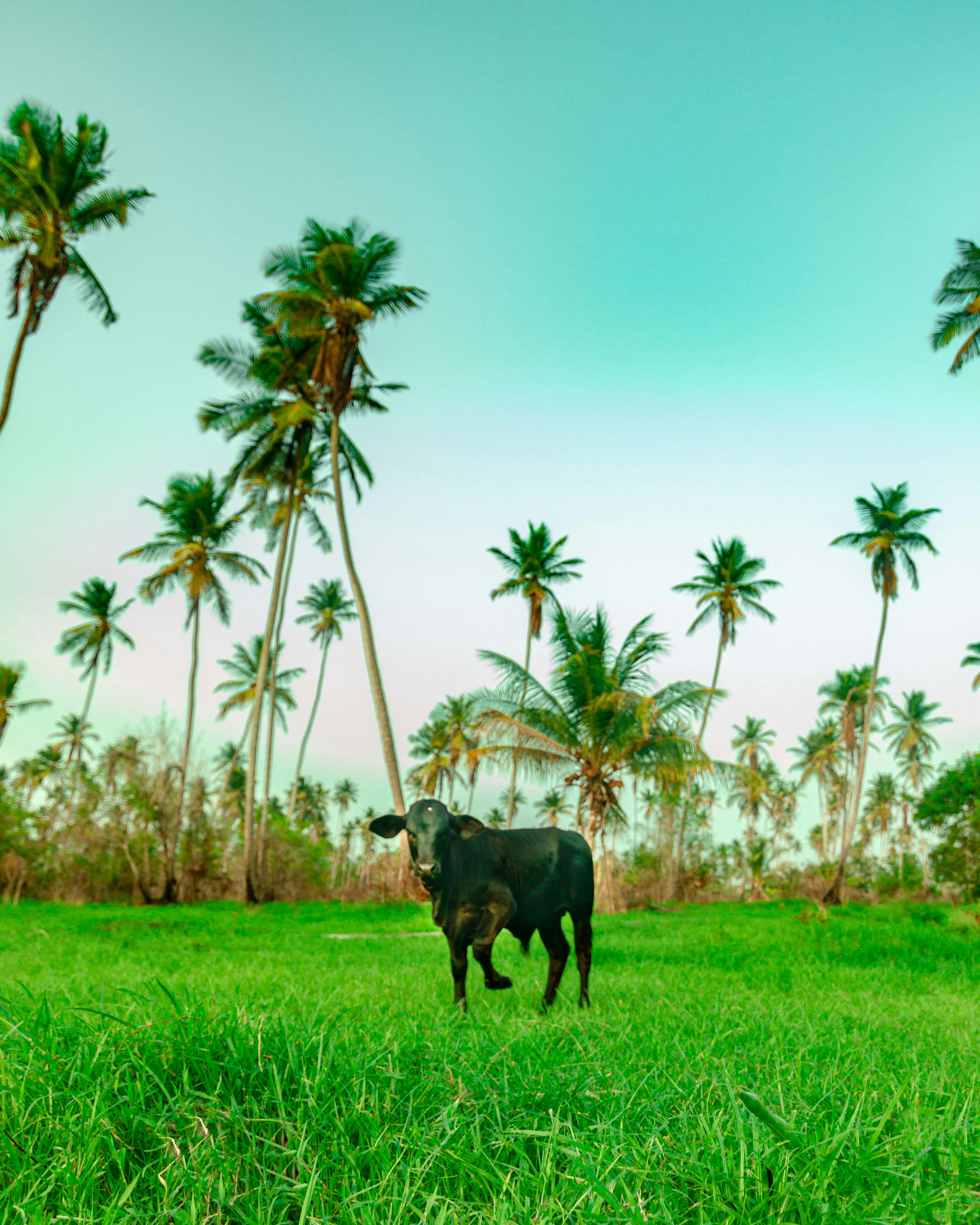 Black cow on green grass field during daytime photo – Free Cow Image on ...