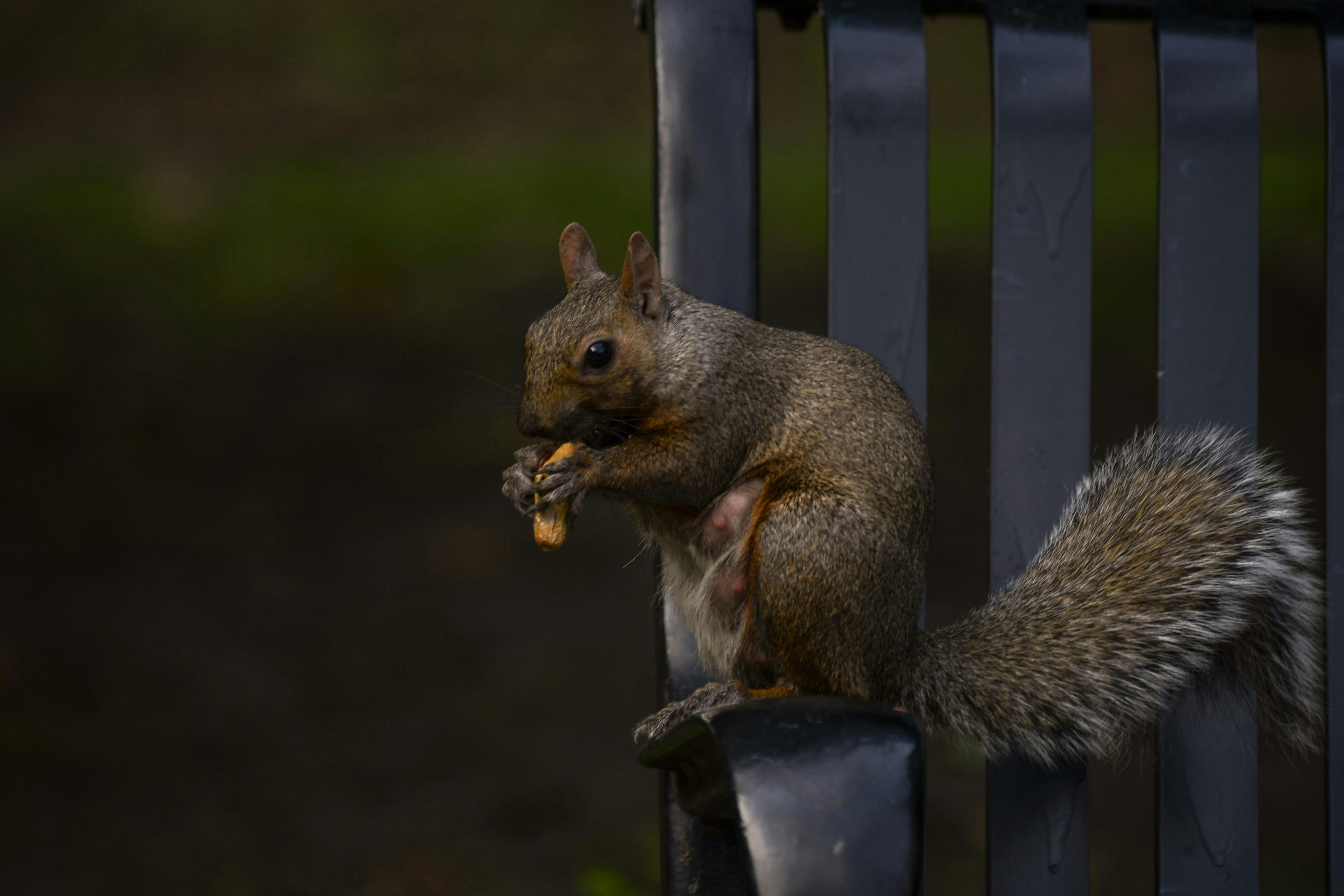 Nut Snacker on the Iron Rail at Dusk