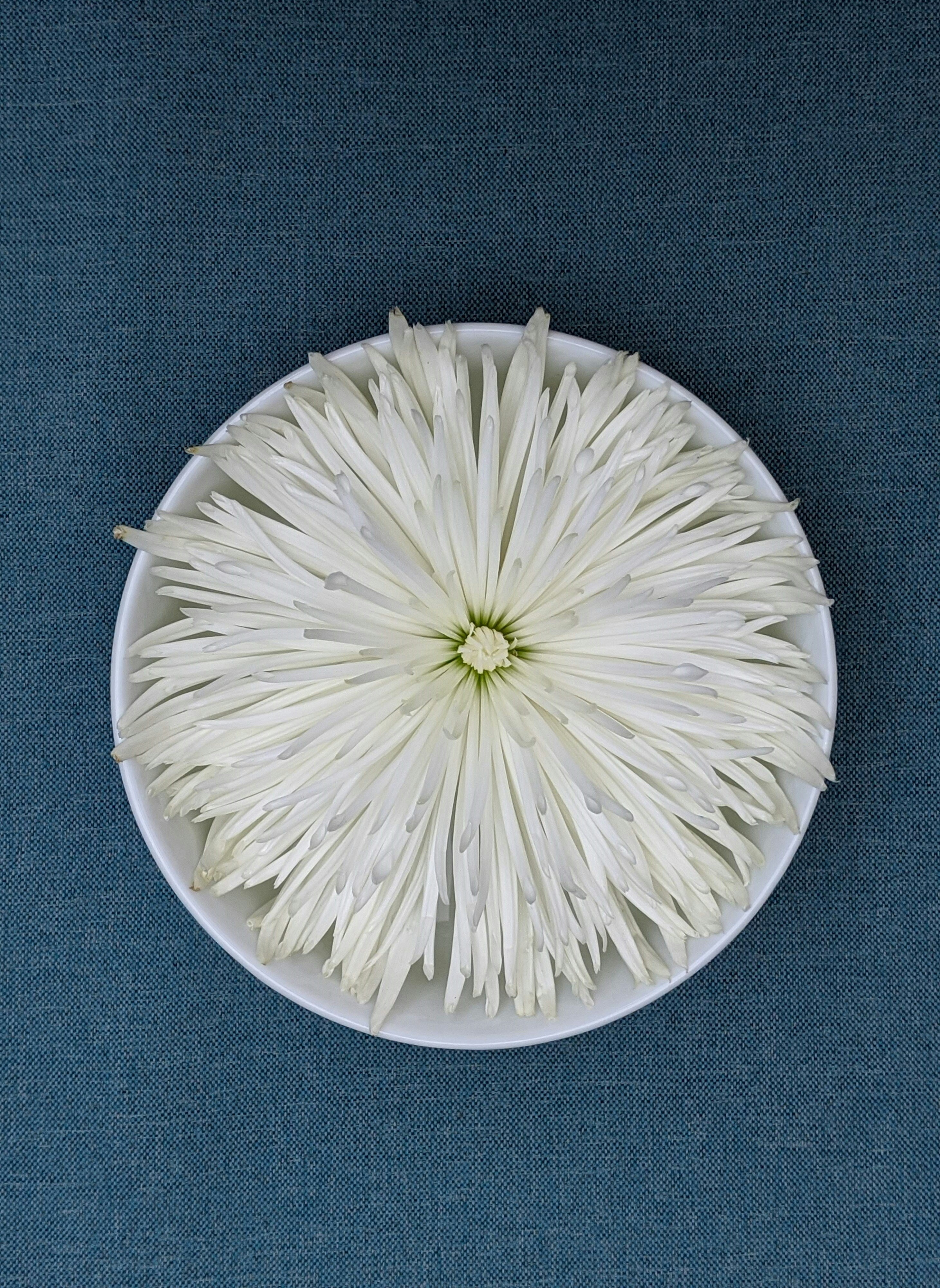 Centre-Stage Chrysanthemum: White Bloom in a Blue Bowl
