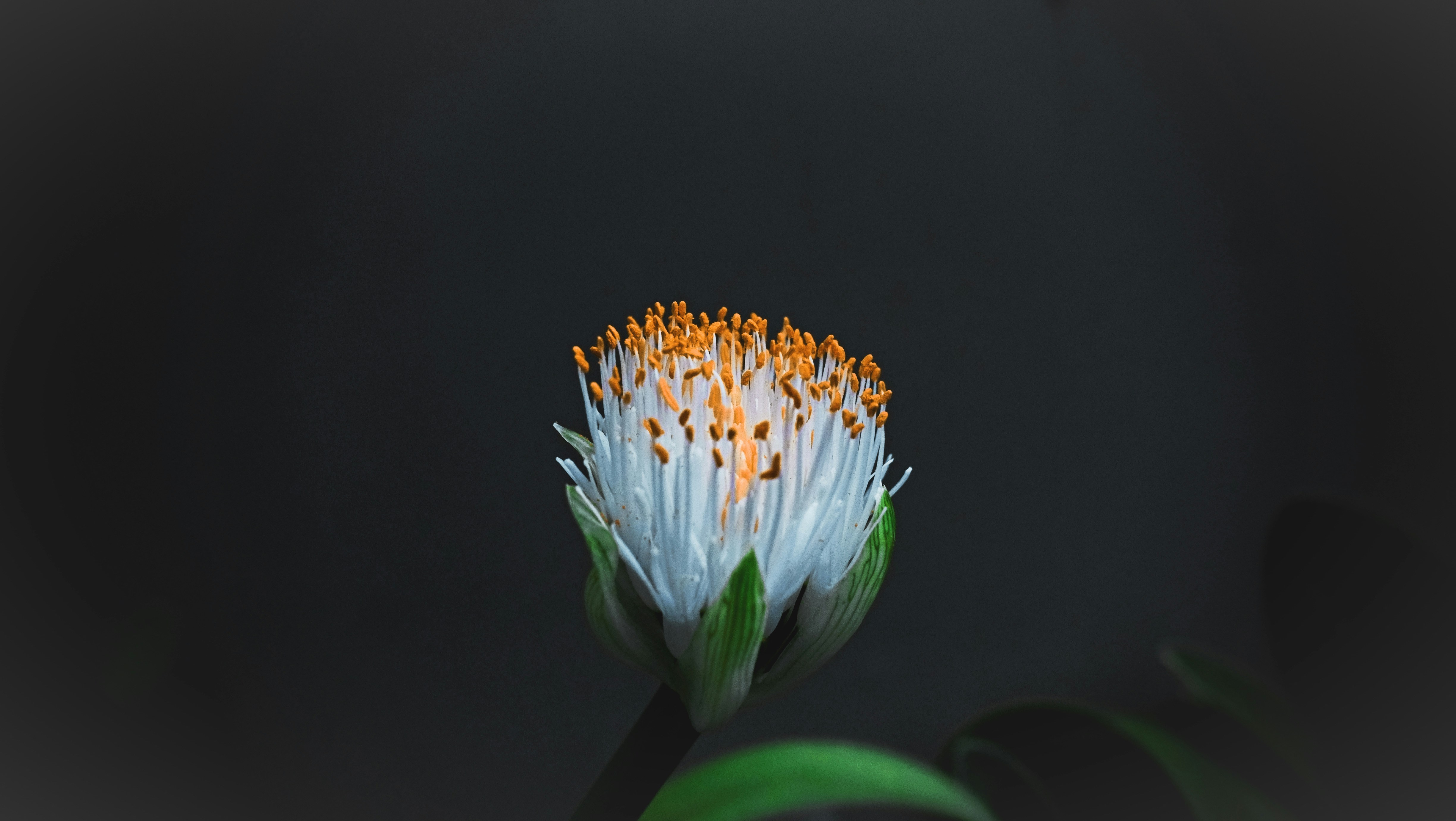 white and yellow flower in black background