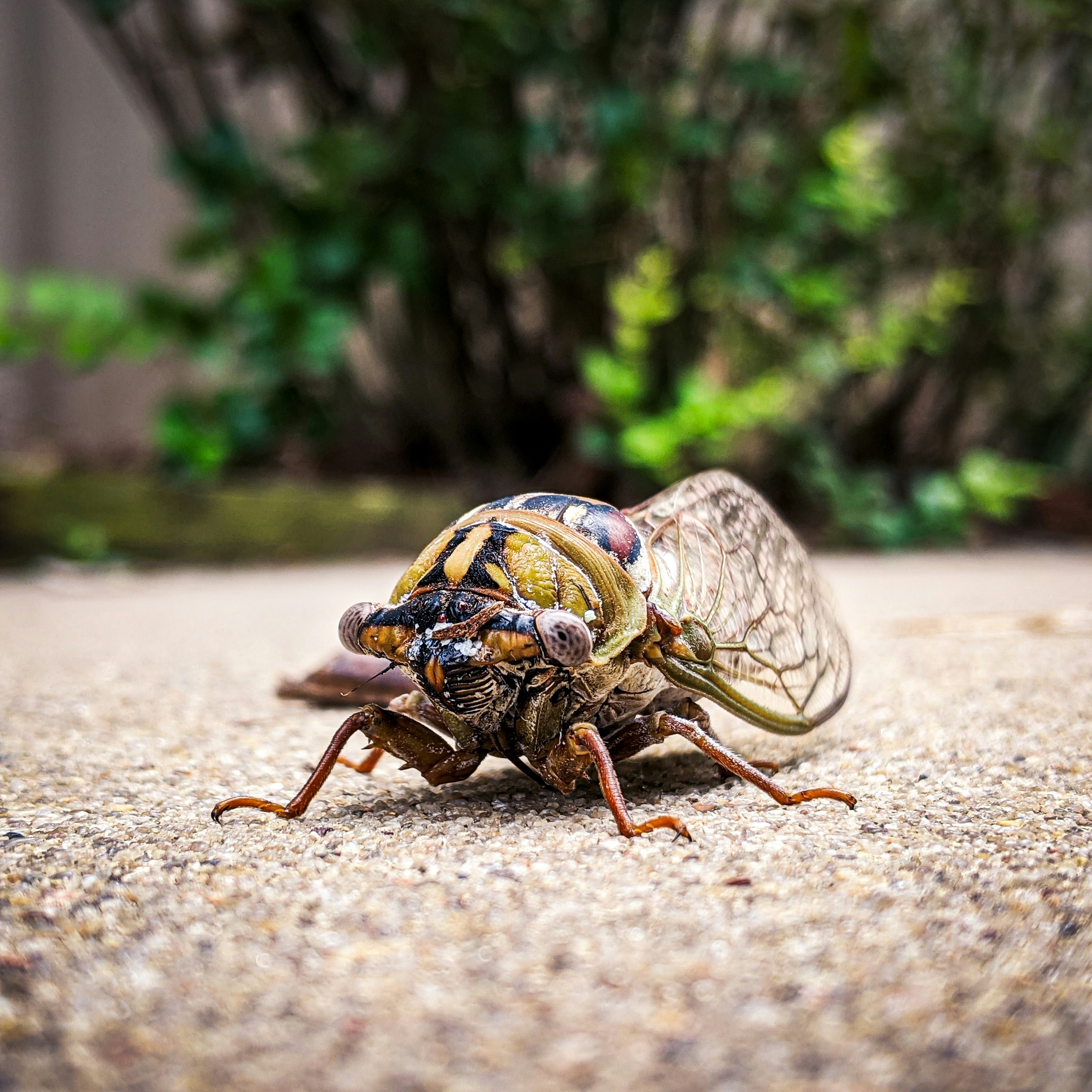 Ground-Level Armor: Close-Up of a Cicada on Pebbled Concrete