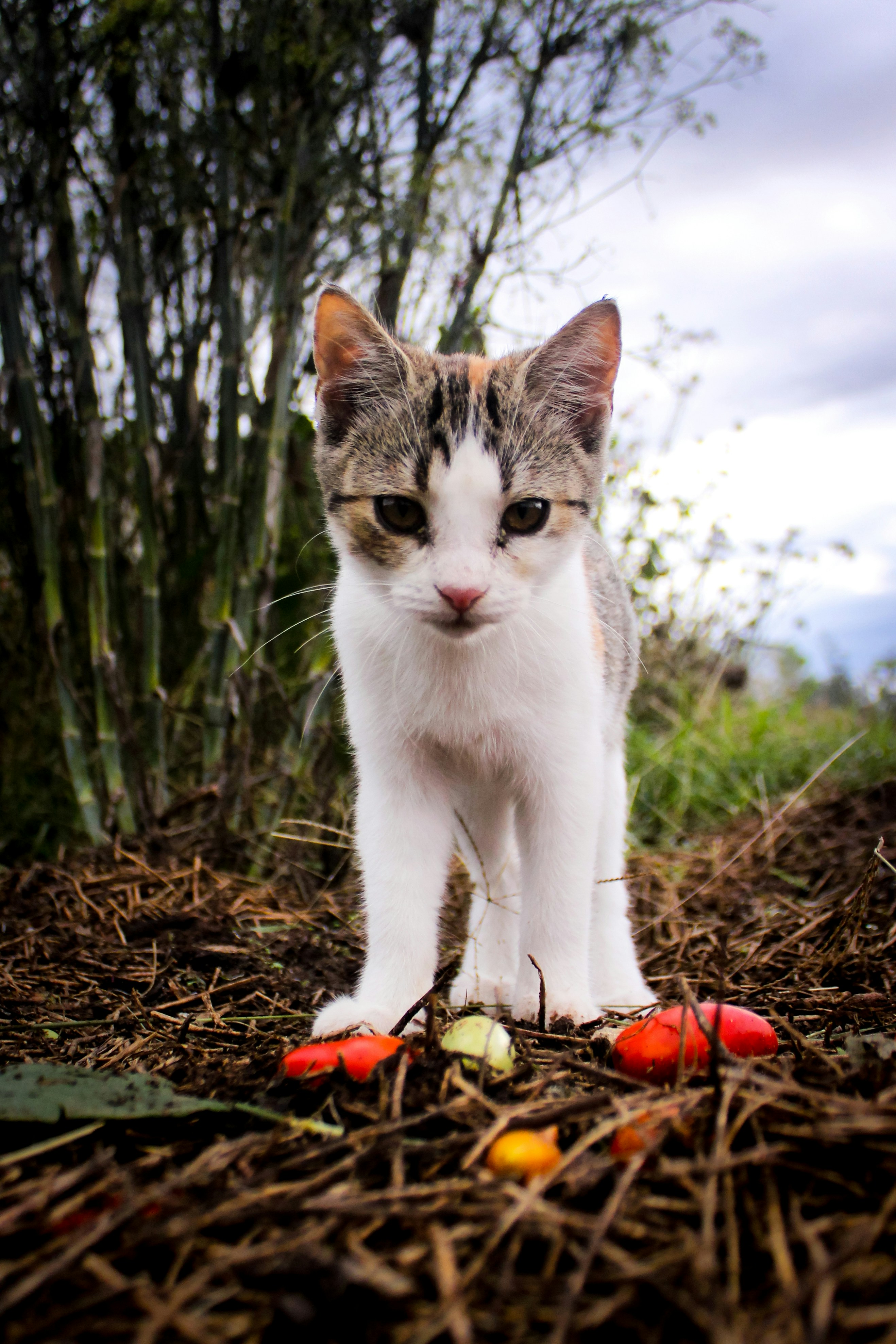 Ground-Level Gaze: A Cat Stares Down the Lens Amid Tiny Red Orbs