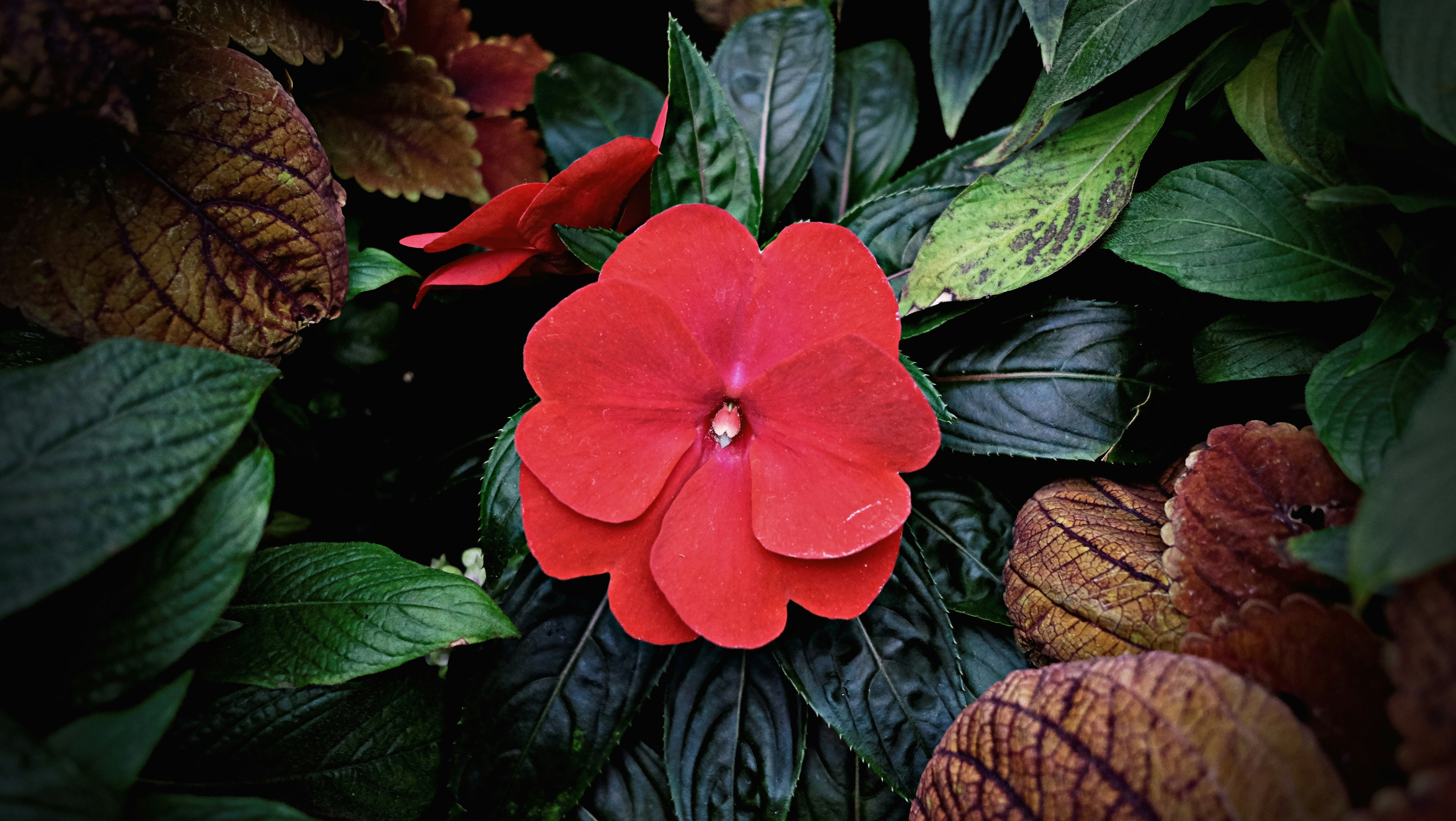 Crimson Bloom Anchored by Velvet Foliage
